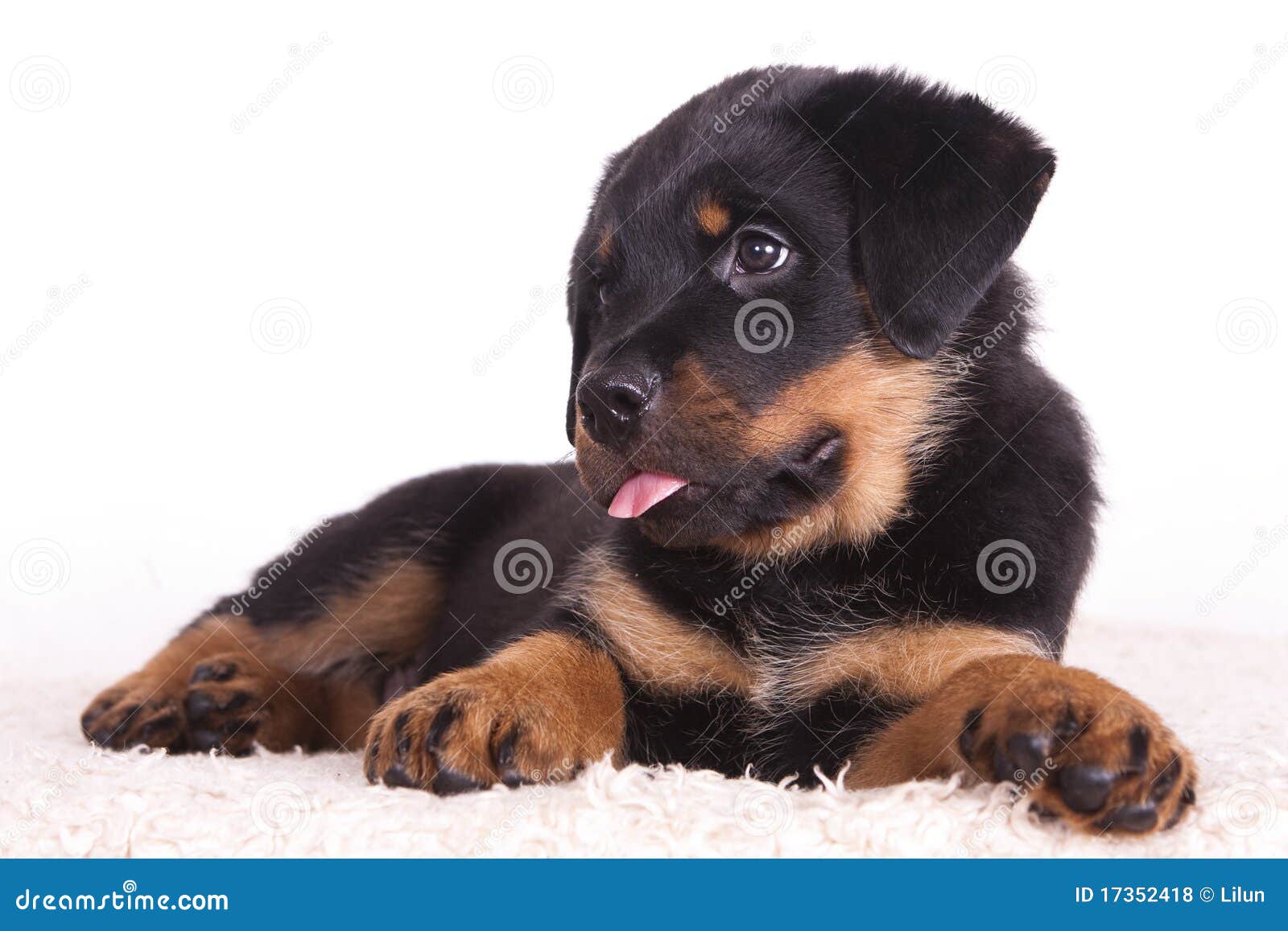 Chiot de Rottweiler photo stock. Image of crabot, mois - 17352418