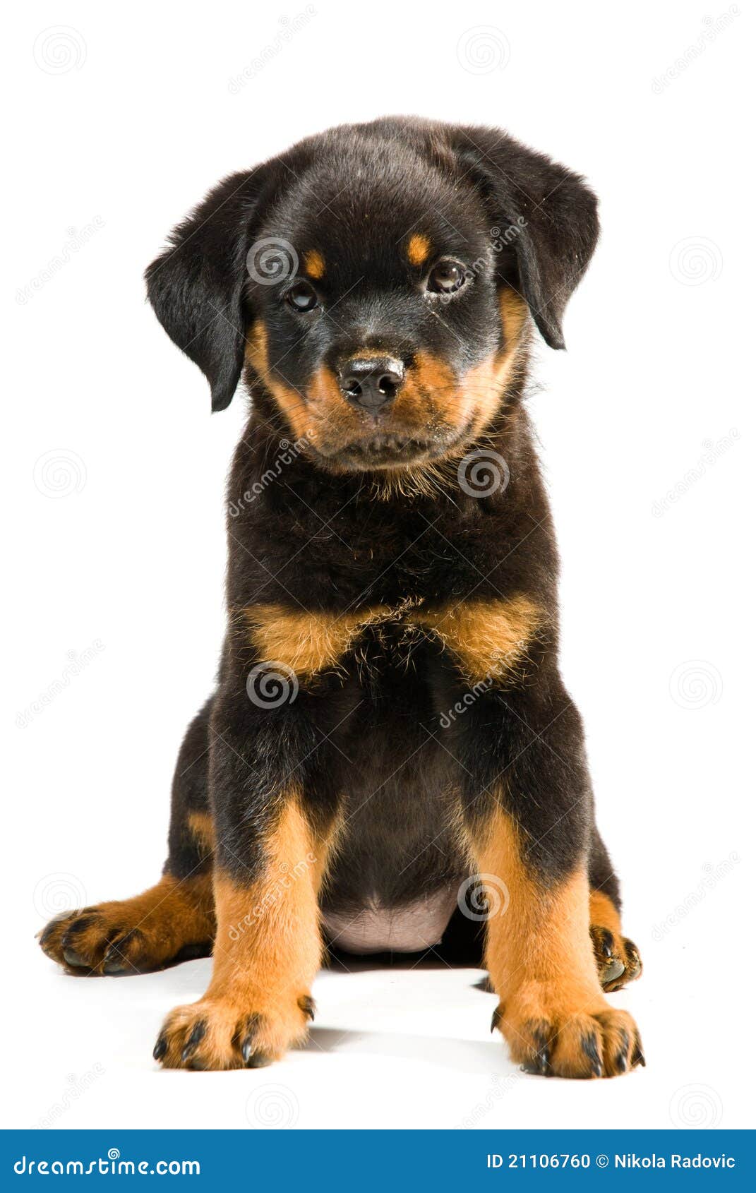 Chiot de Rottweiler photo stock. Image of yeux, mignon - 21106760