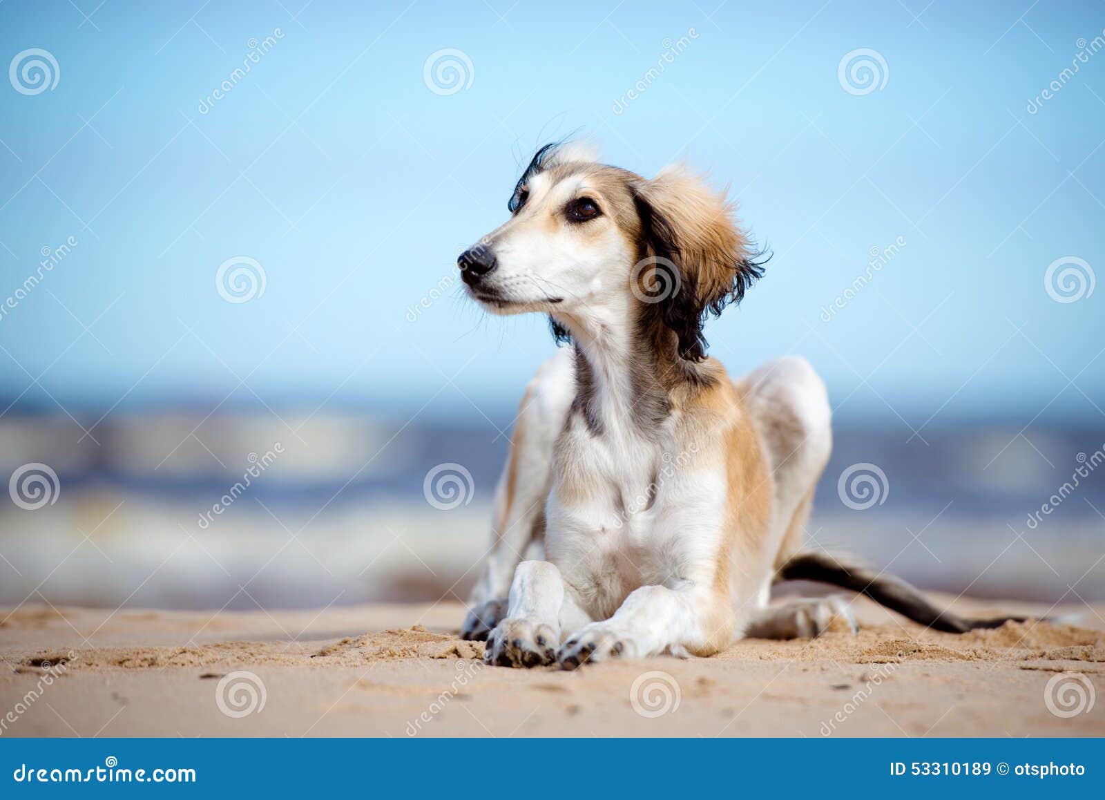 Chiot De Saluki Se Couchant Sur Une Plage Image stock - Image du animal ...