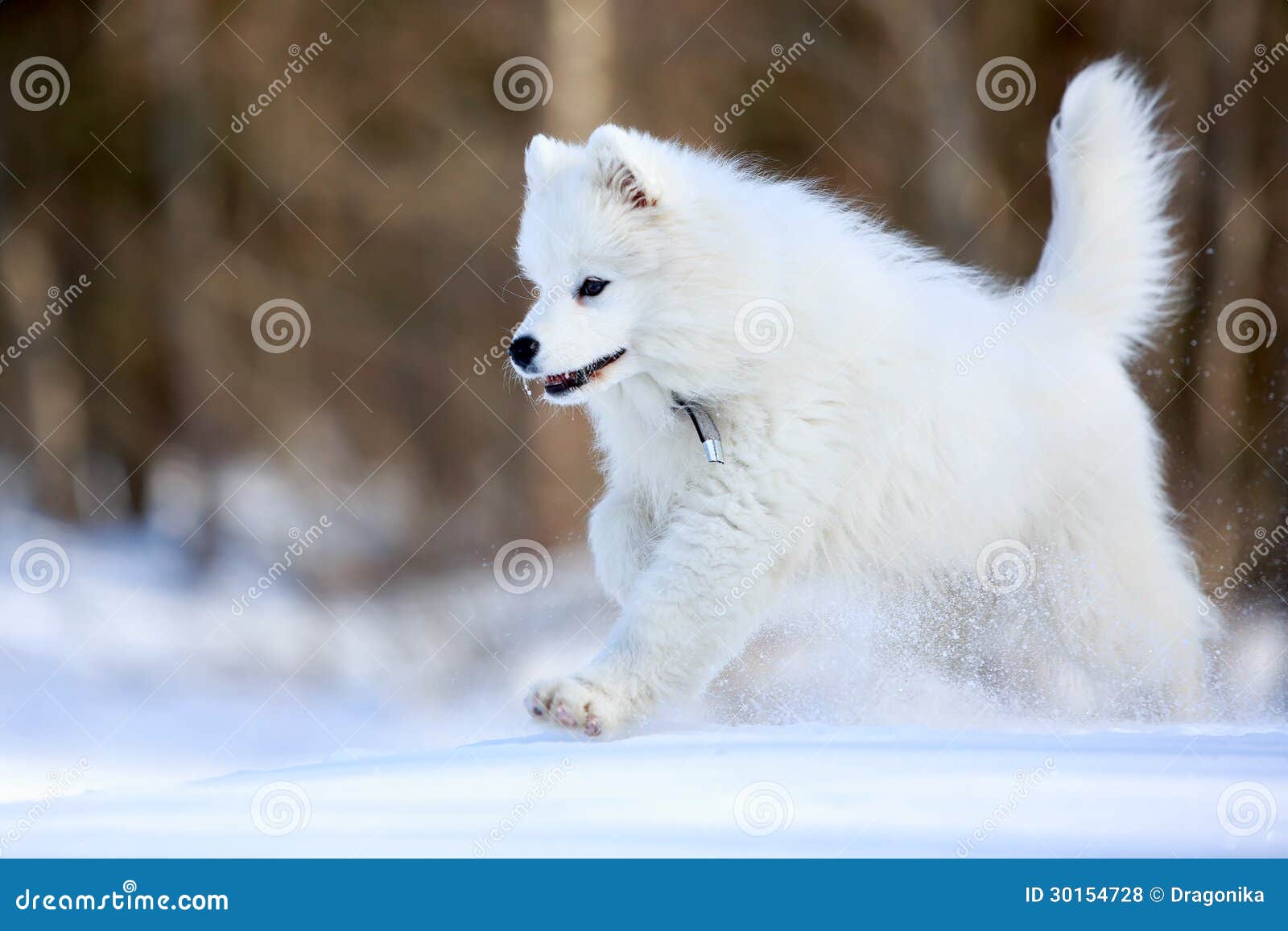Chiot de Samoyed photo stock. Image du chiot, samoyède - 30154728
