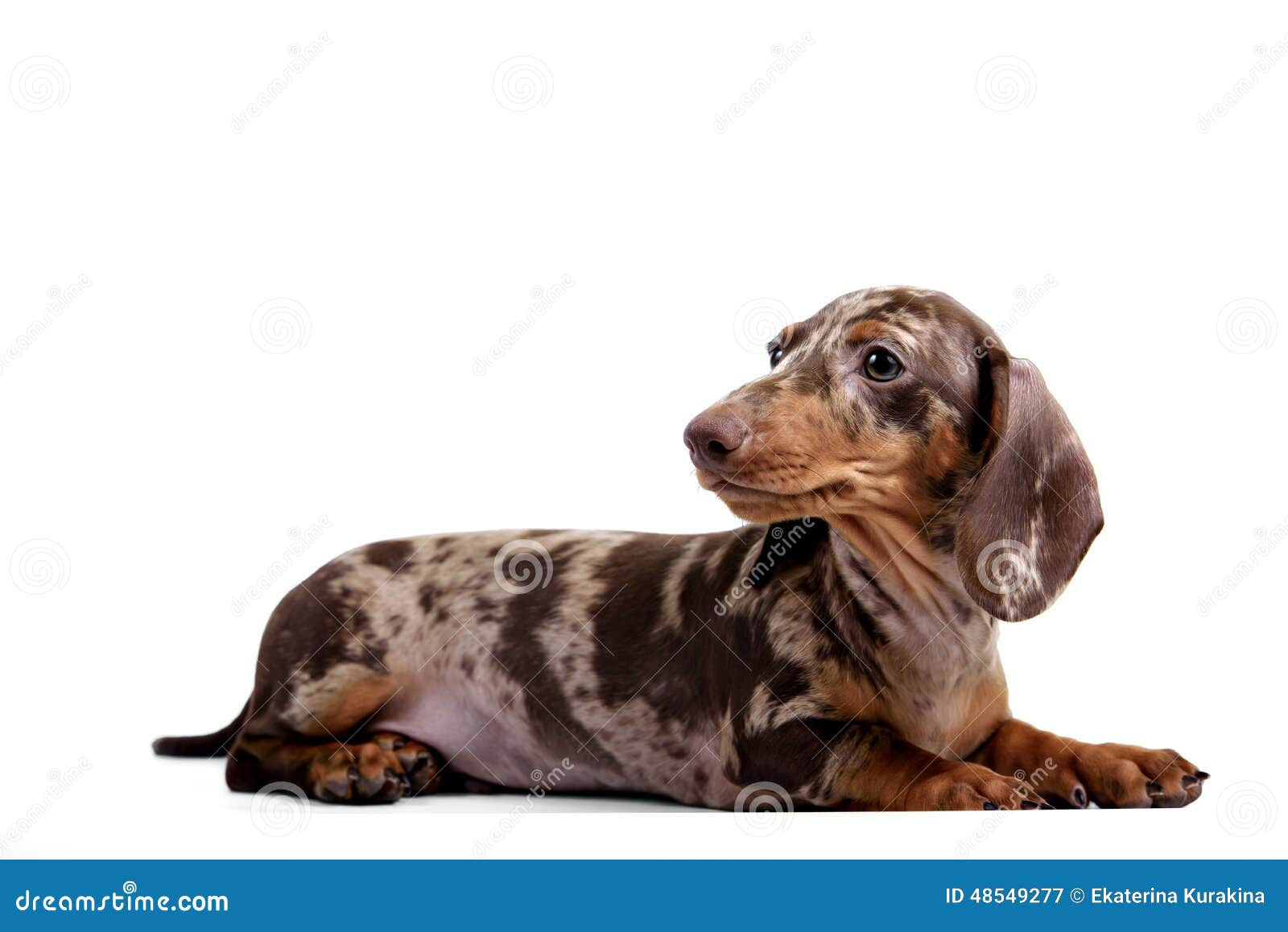 Chiot de teckel image stock. Image du couleur, marbre - 48549277