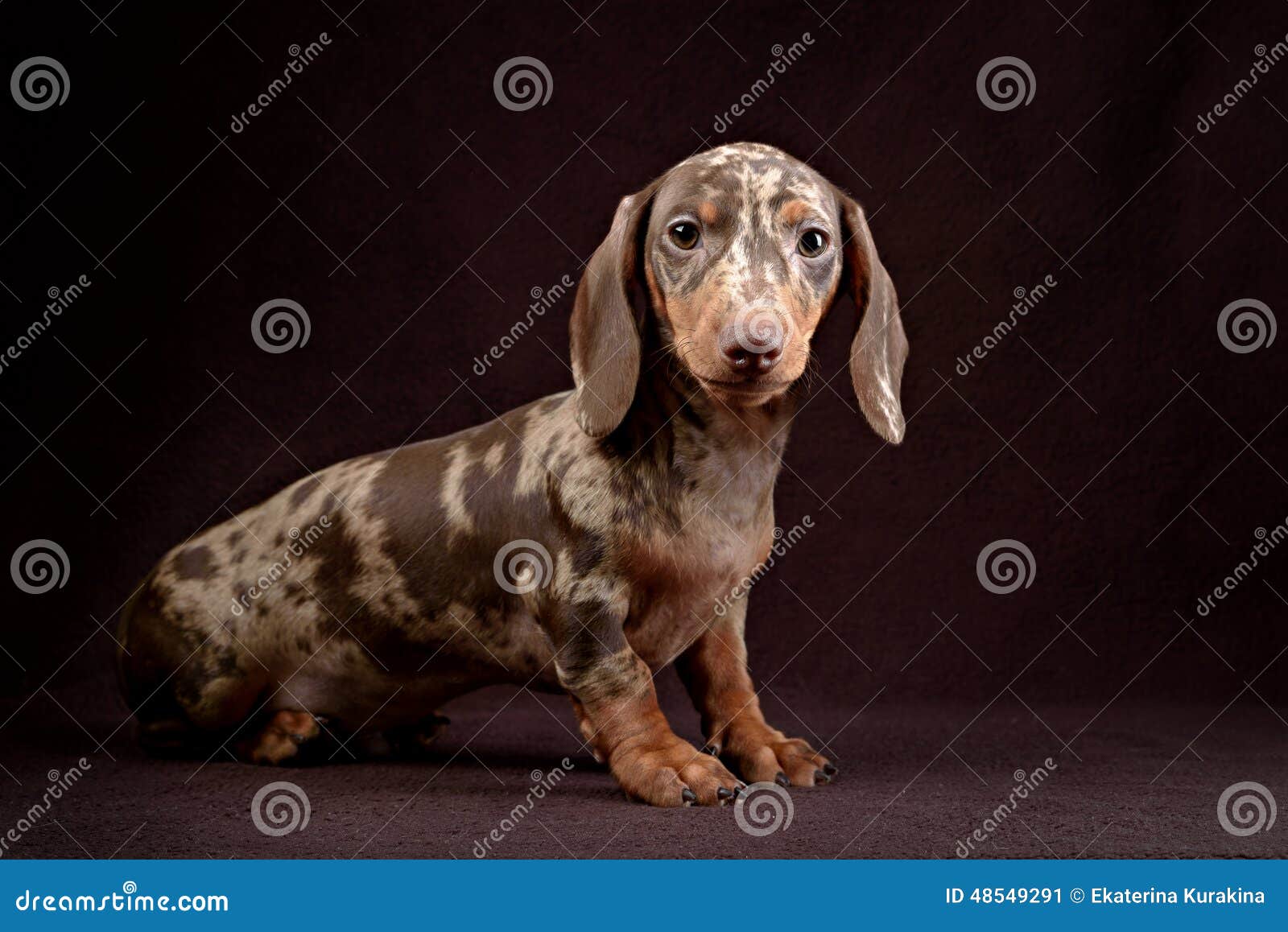 Chiot De Teckel Sur Le Fond Brun Image stock - Image du pedigree ...