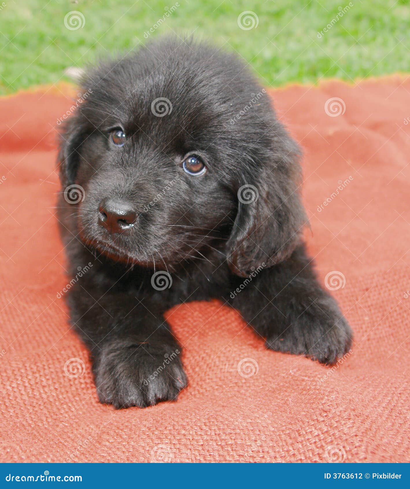 Chiot de Terre-Neuve photo stock. Image du crabot, canin - 3763612