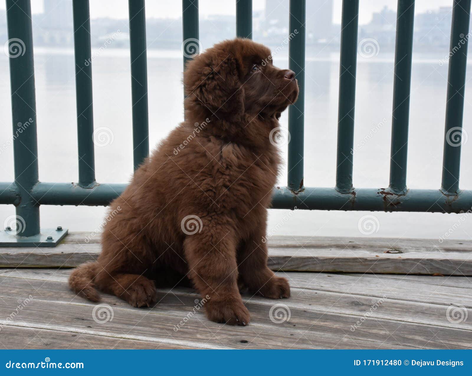 Chiot De Terre-neuve Brun Assis Devant Une Balustrade Photo stock ...