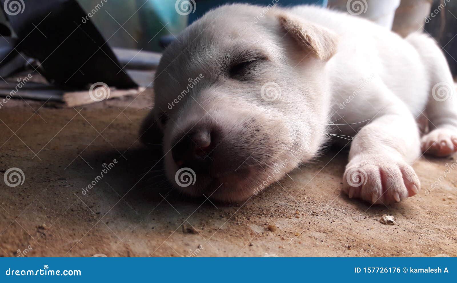 Chiot endormi photo stock. Image du sommeil, animal - 157726176