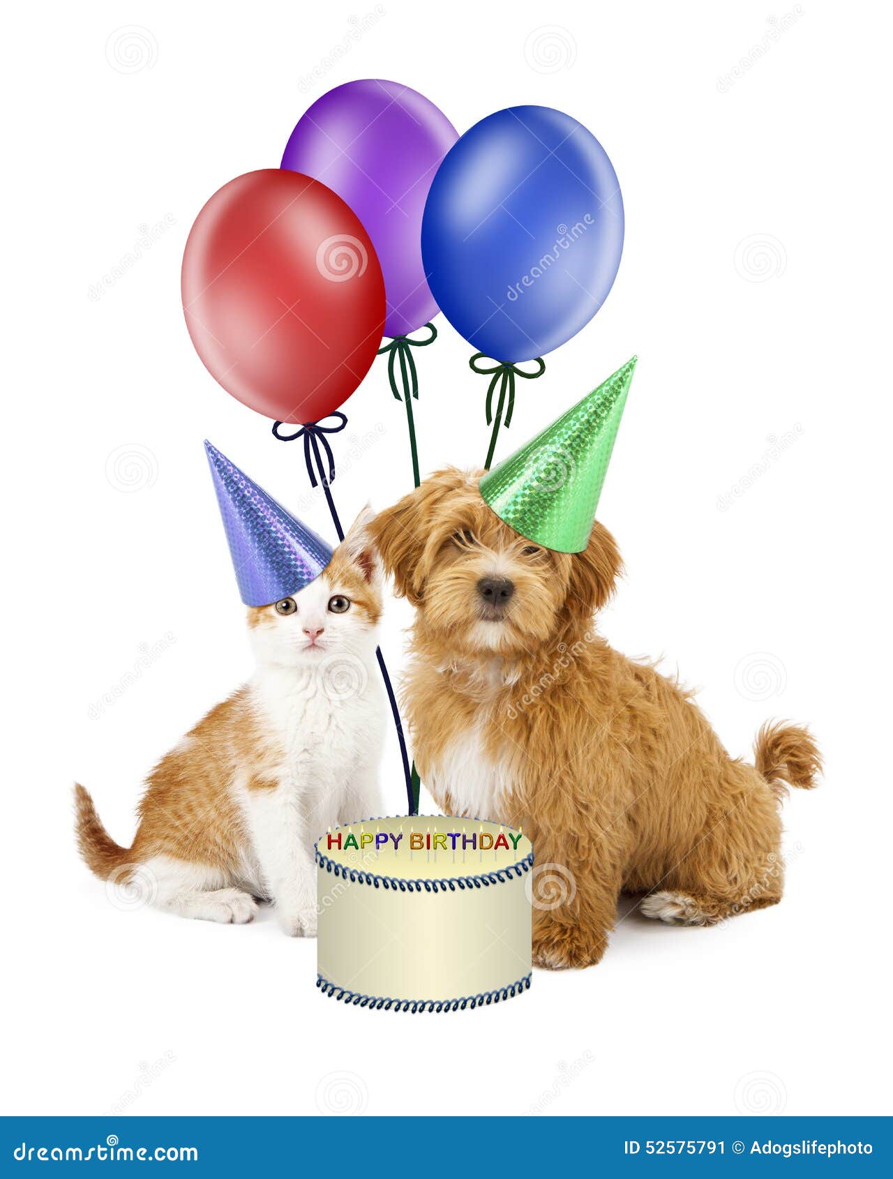 Chiot Et Kitten Birthday Party Image stock - Image du réception, chat ...