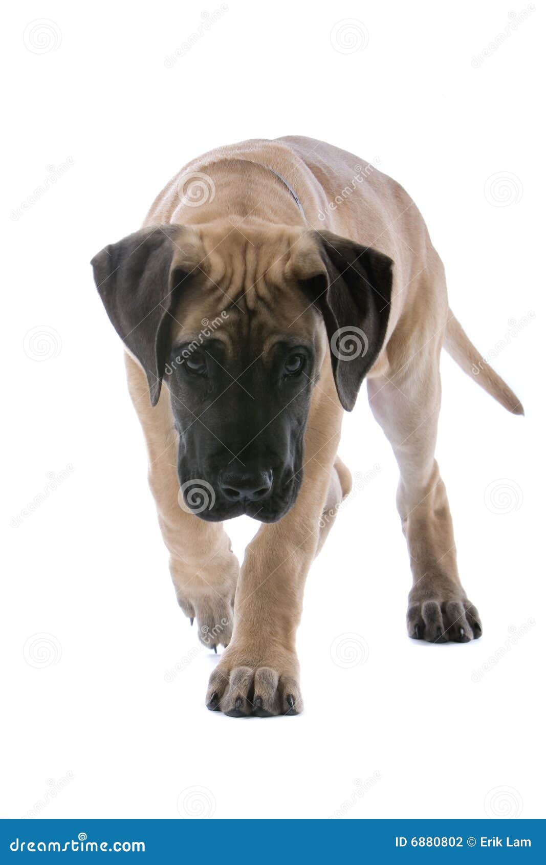 Chiot Grand De Danois Proche Vers Le Haut Photo stock - Image du grand ...