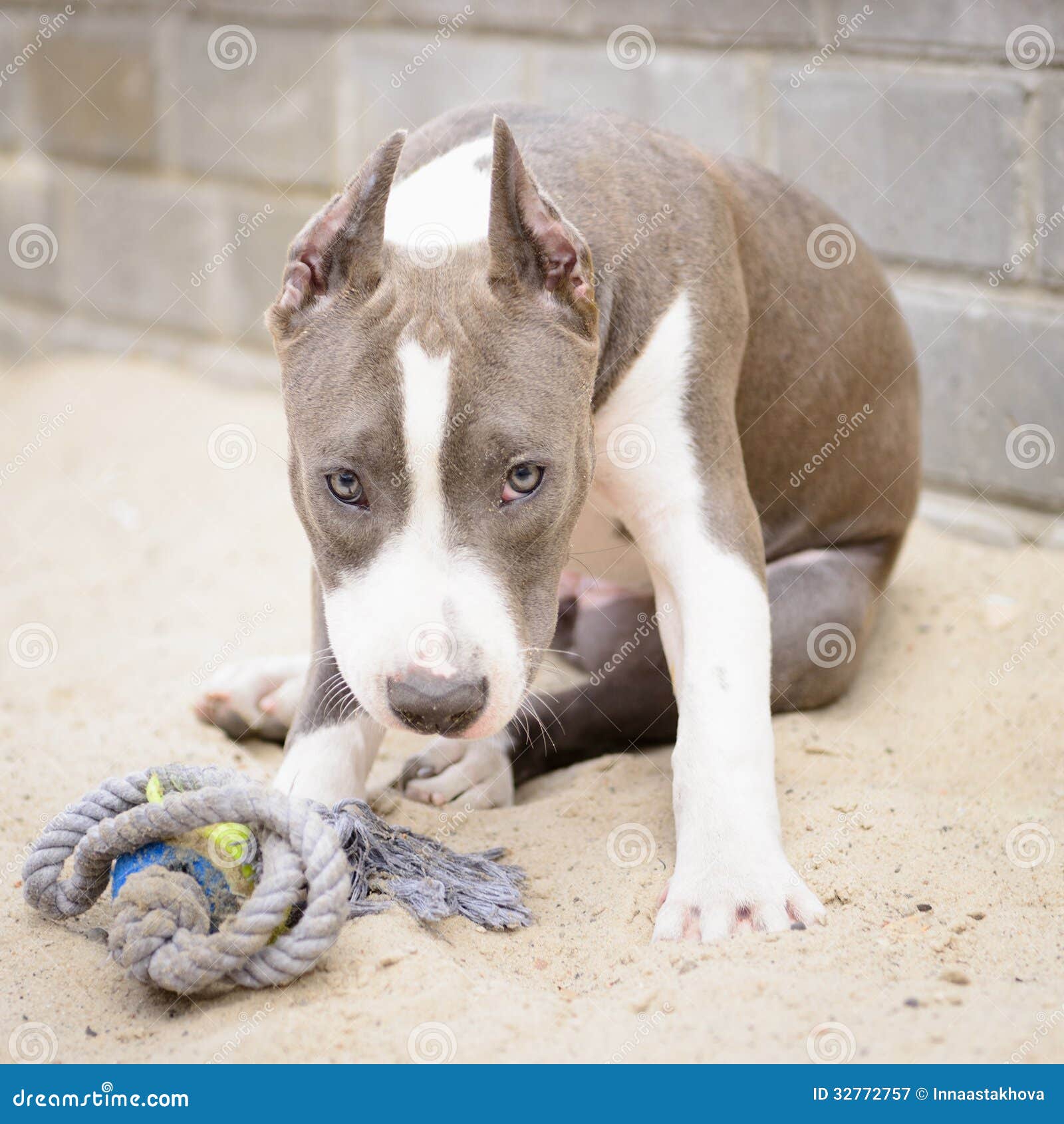 Chiot gris Stafford image stock. Image du attrayant, purebred - 32772757