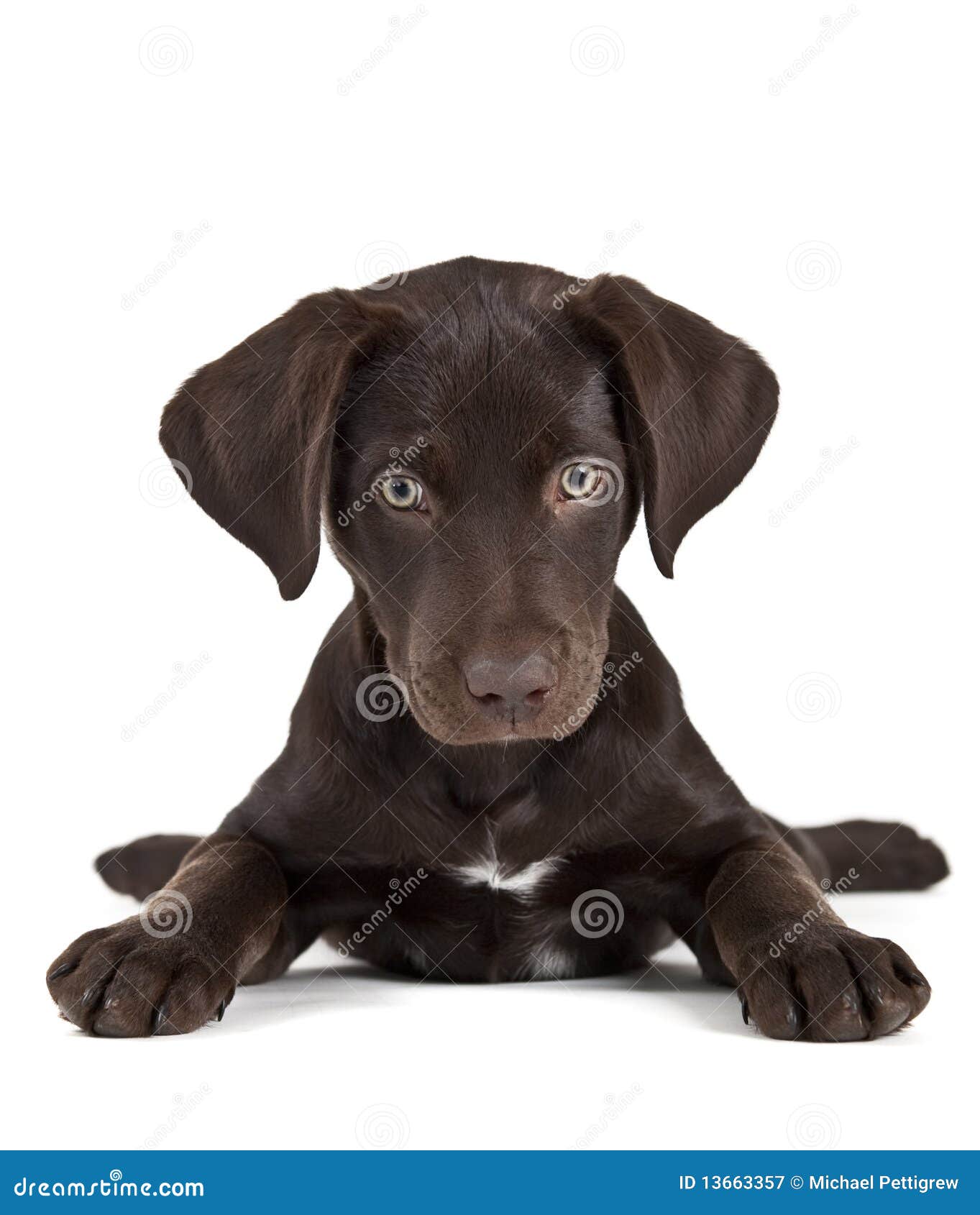 Chiot mignon image stock. Image du blanc, crabot, chiot - 13663357