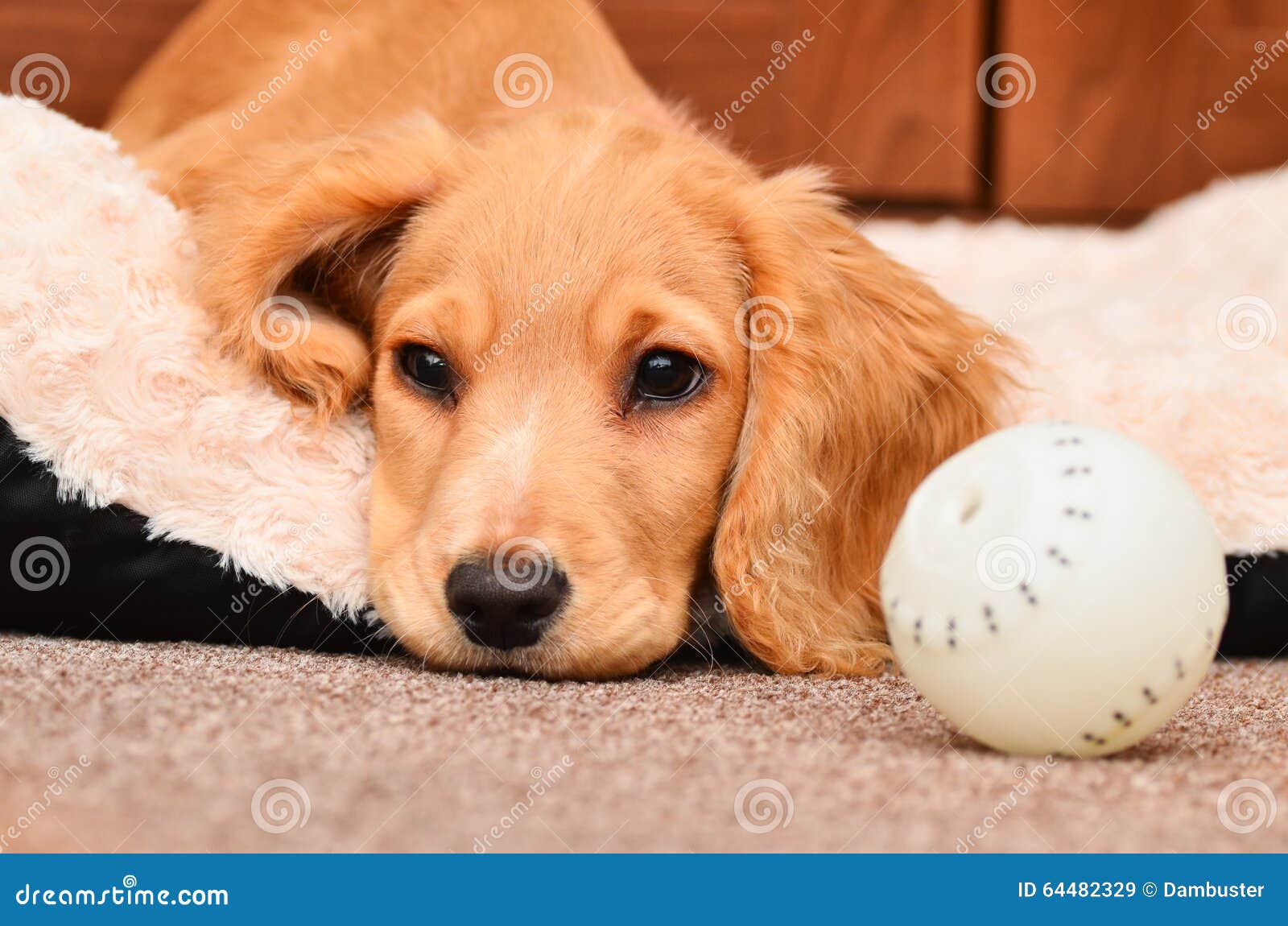 Chiot mignon de cocker image stock. Image du purebred - 64482329