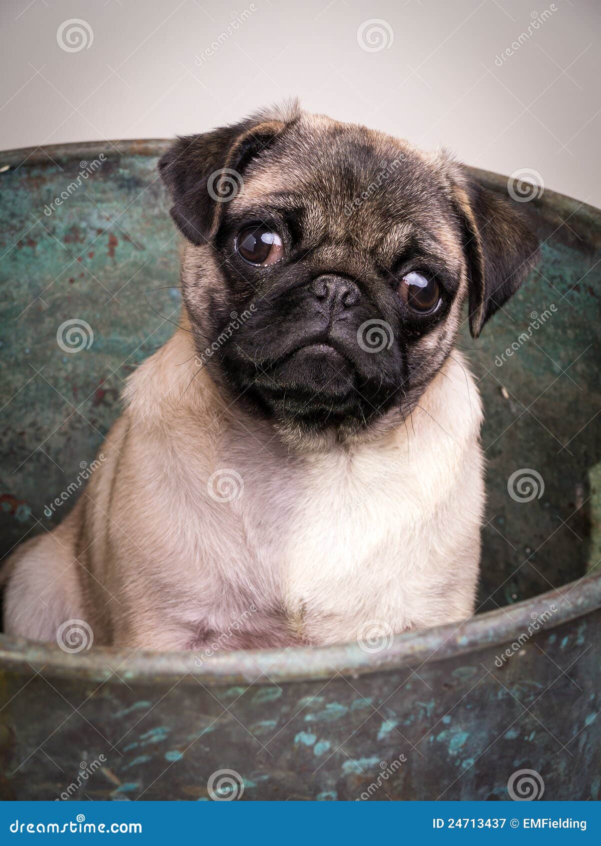 Chiot Mignon De Roquet Dans La Position Image stock - Image du animal ...