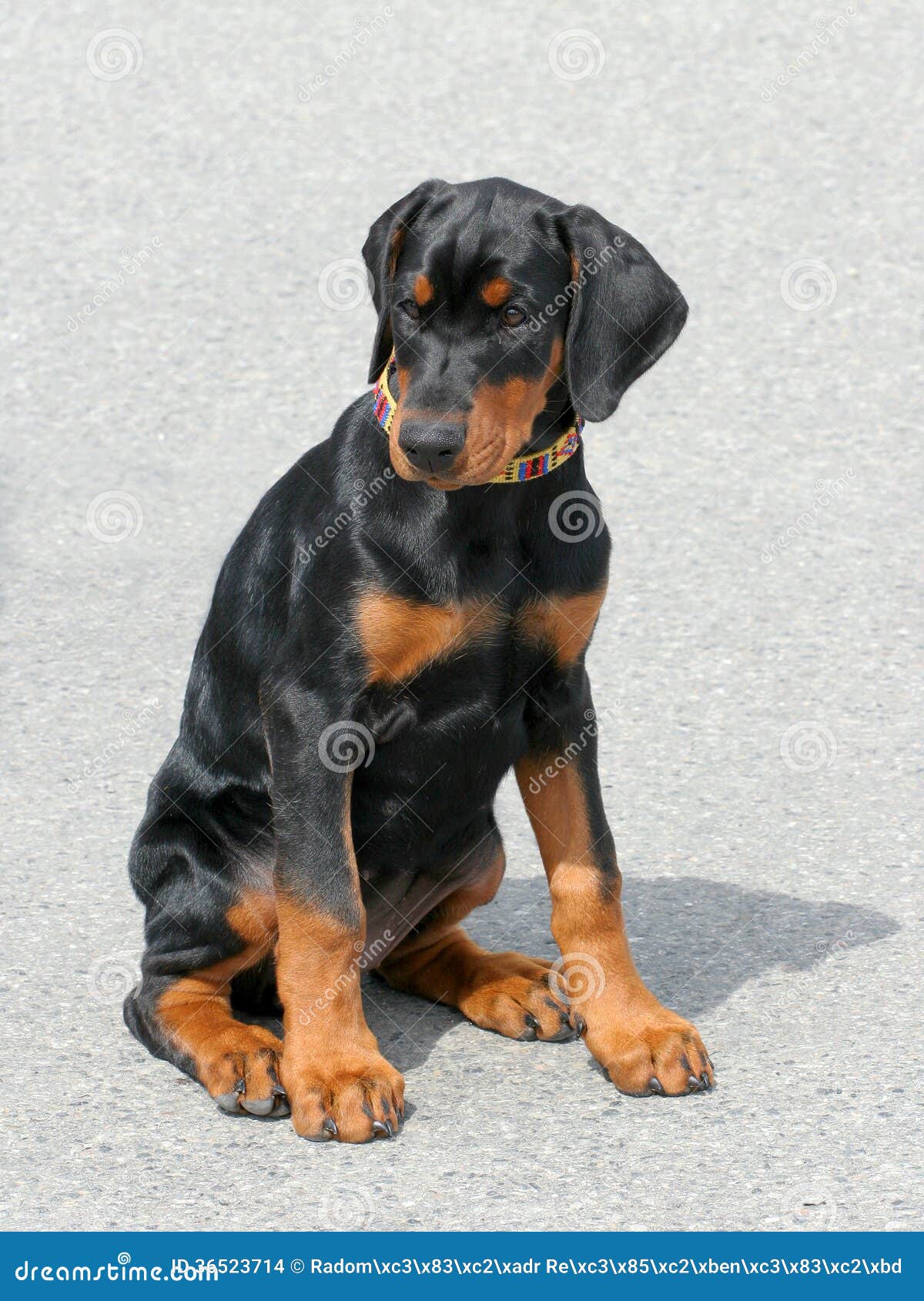 Chiot typique de Dobermann photo stock. Image du verticale - 36523714