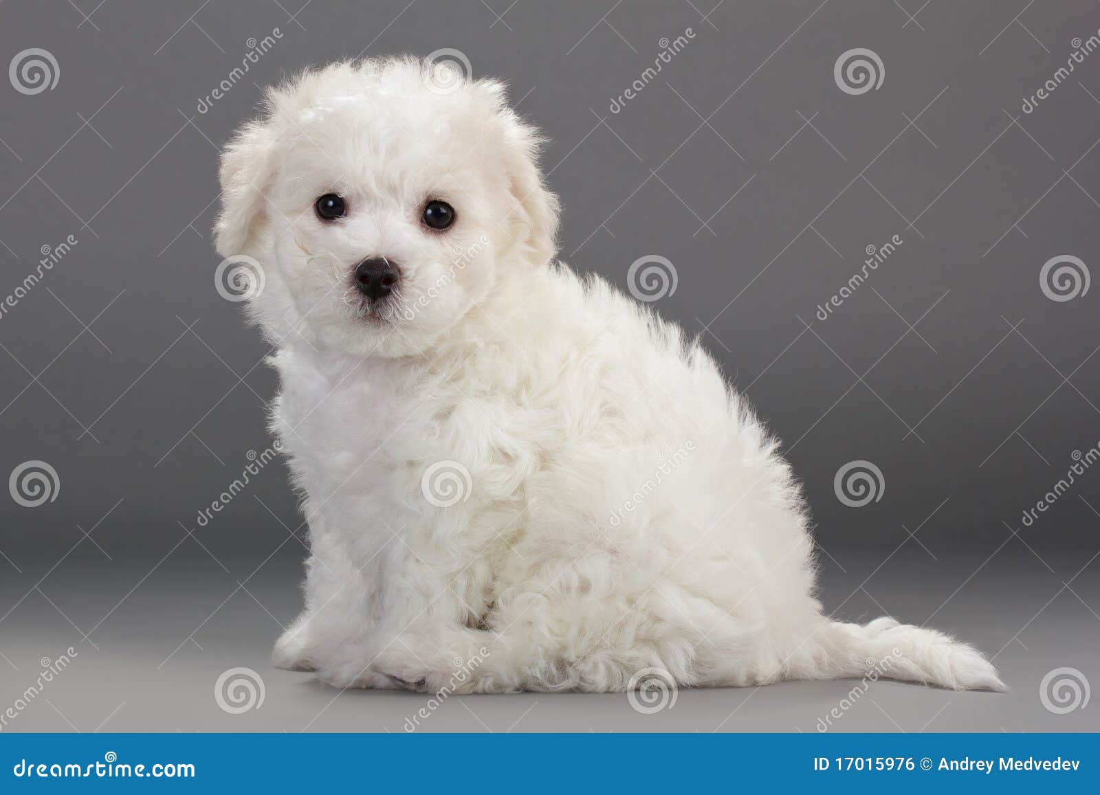 Chiots de Bichon Frise photo stock. Image du pépinière - 17015976