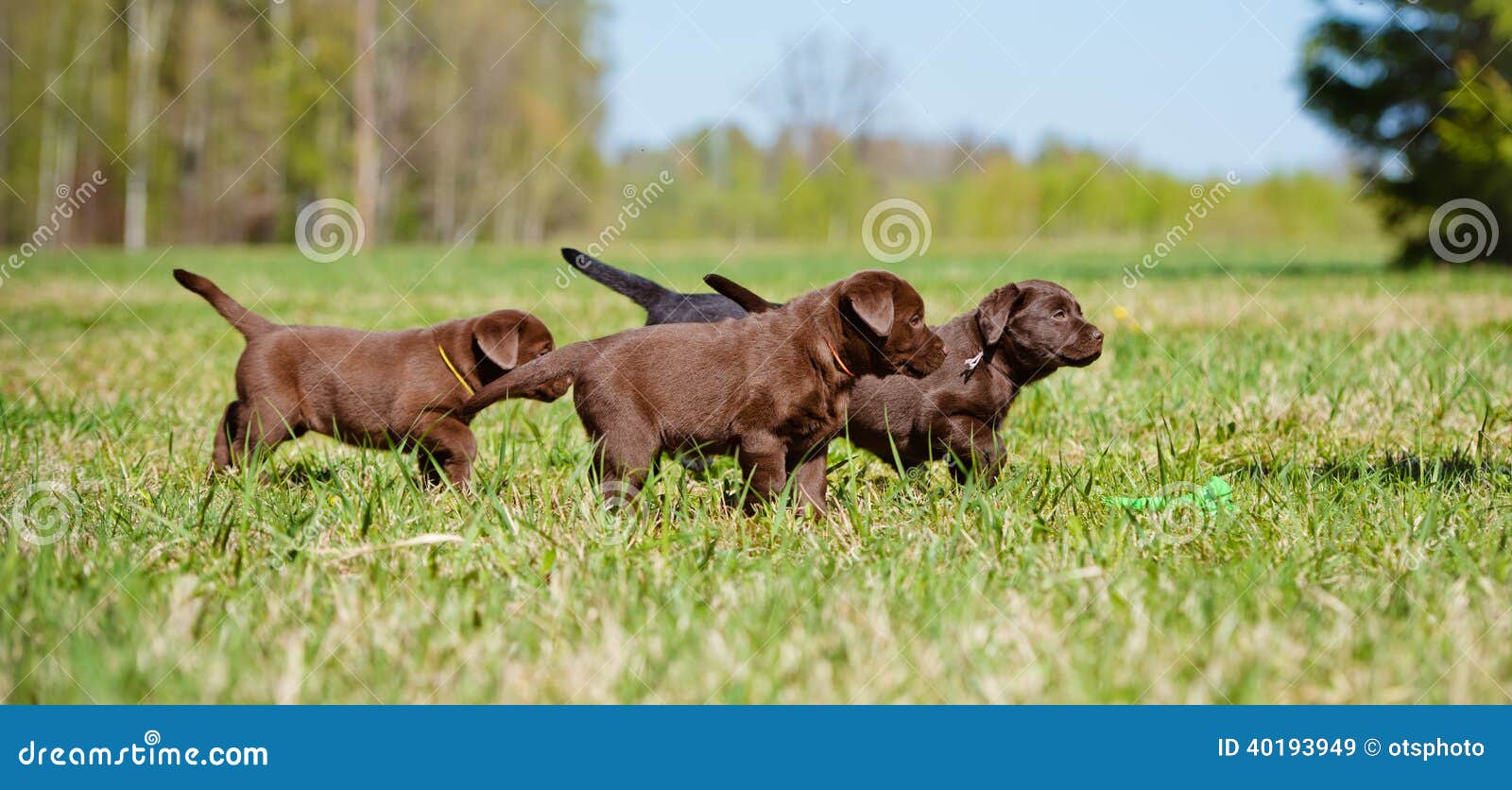 Chiots De Labrador Retriever Jouant Ensemble Image stock - Image du ...