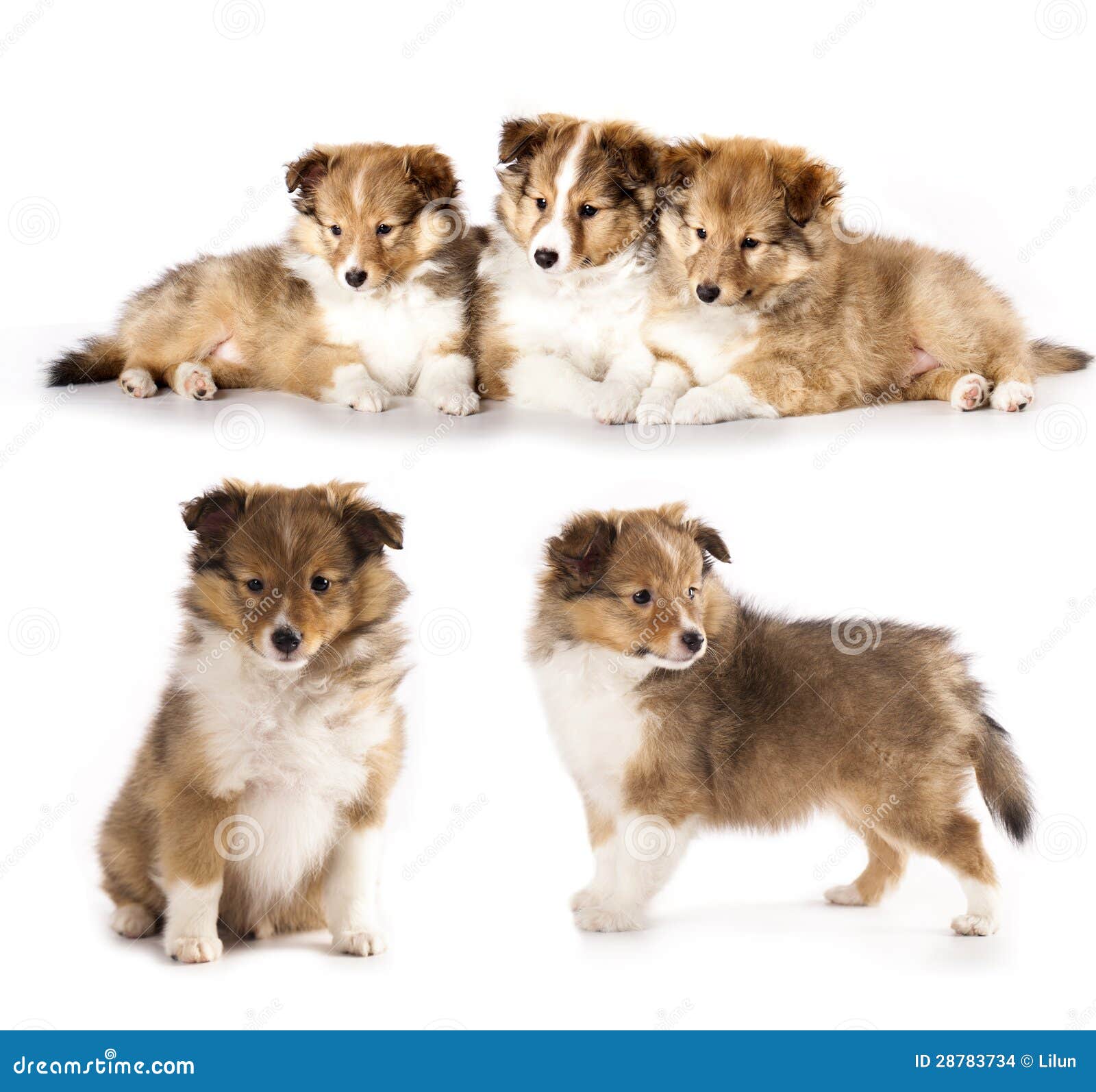 Chiots de Sheltie photo stock. Image du masculin, anglais - 28783734