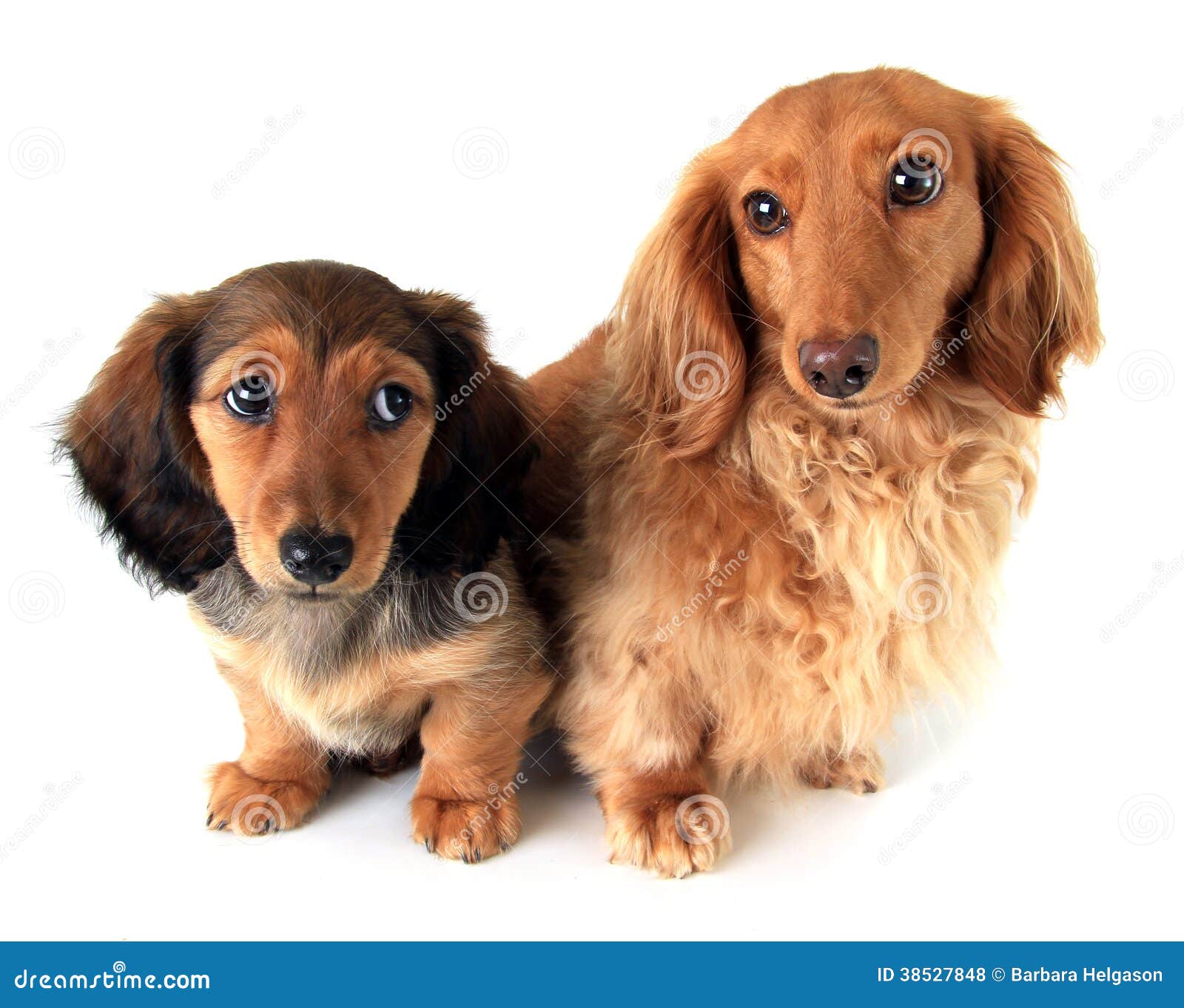 Chiots de teckel photo stock. Image du teckel, animal - 38527848