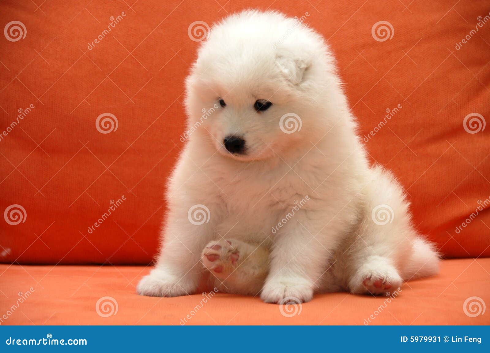 Chiots Samoyede image stock. Image du animal, crabot, pets - 5979931