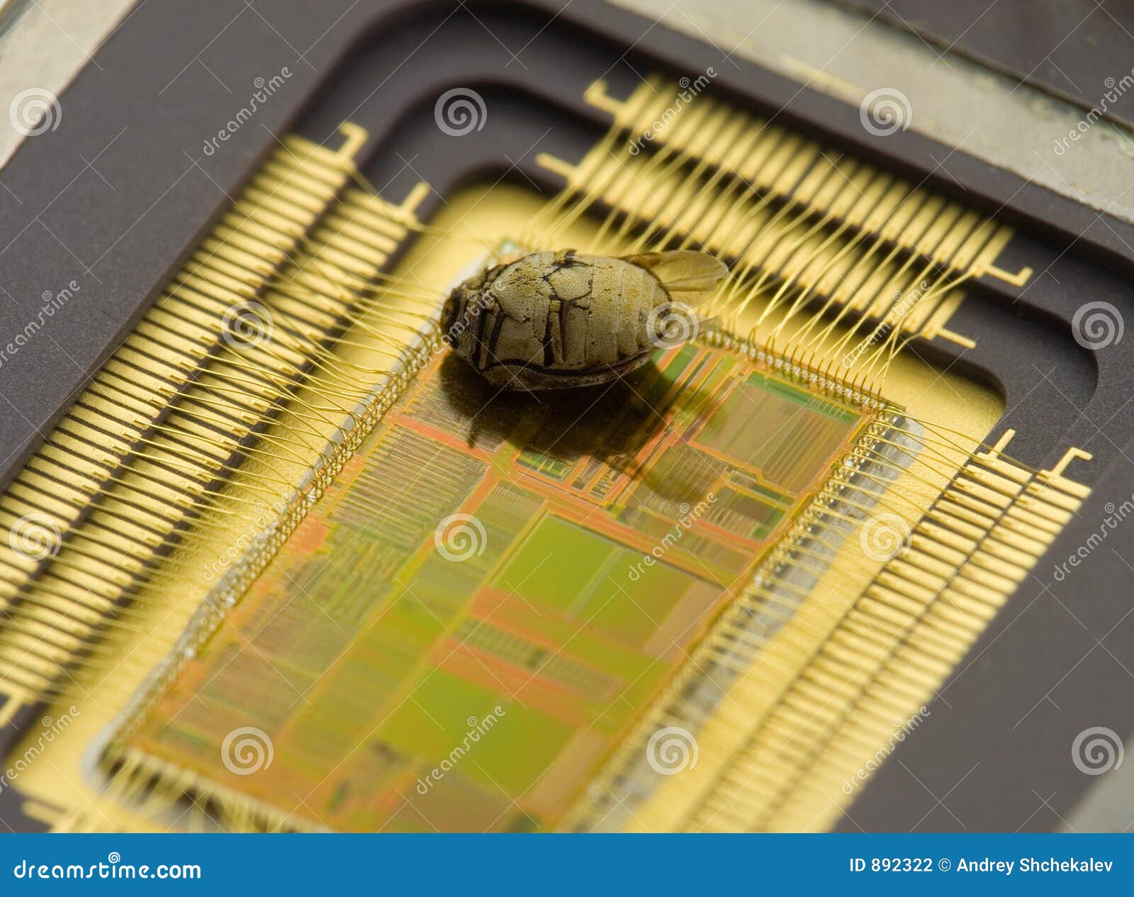 508 Bug Mistake Stock Photos - Free & Royalty-Free Stock Photos from ...