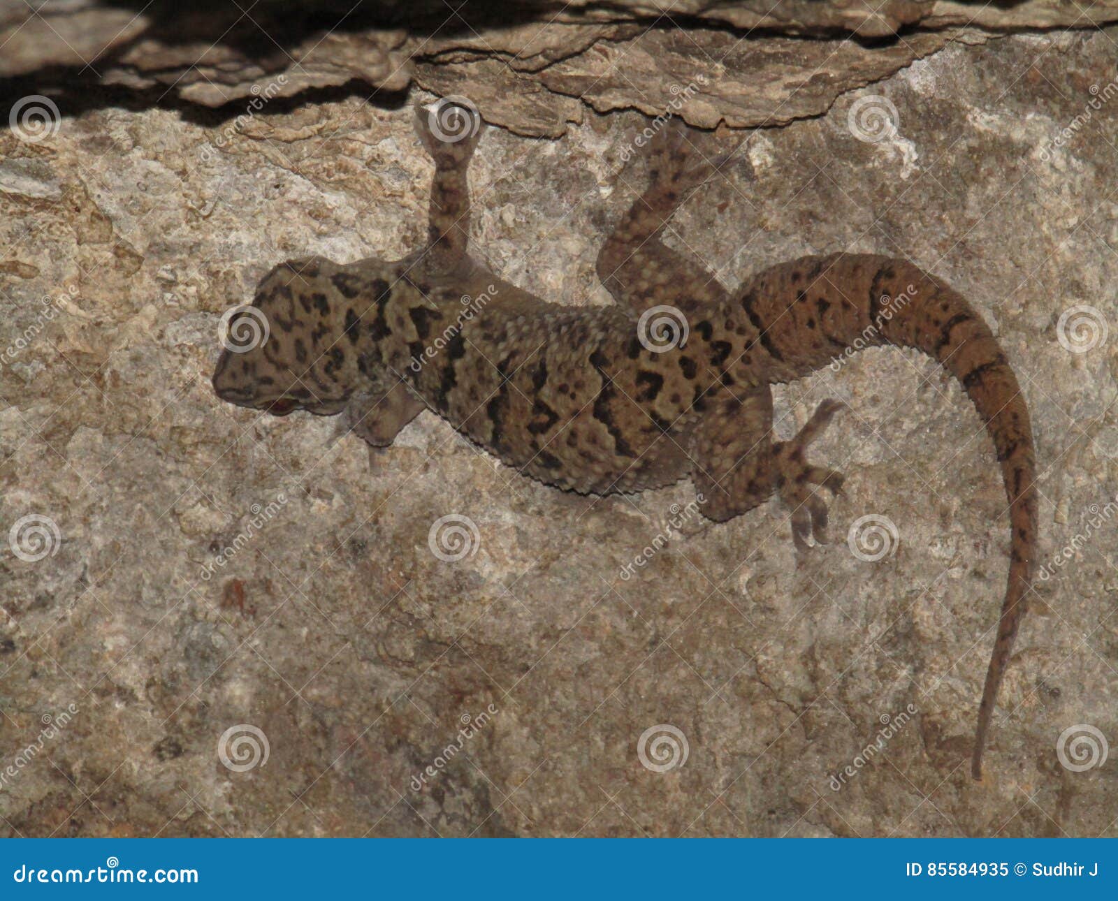 Chipkali stock image. Image of human, dangerous, chipkali - 85584935