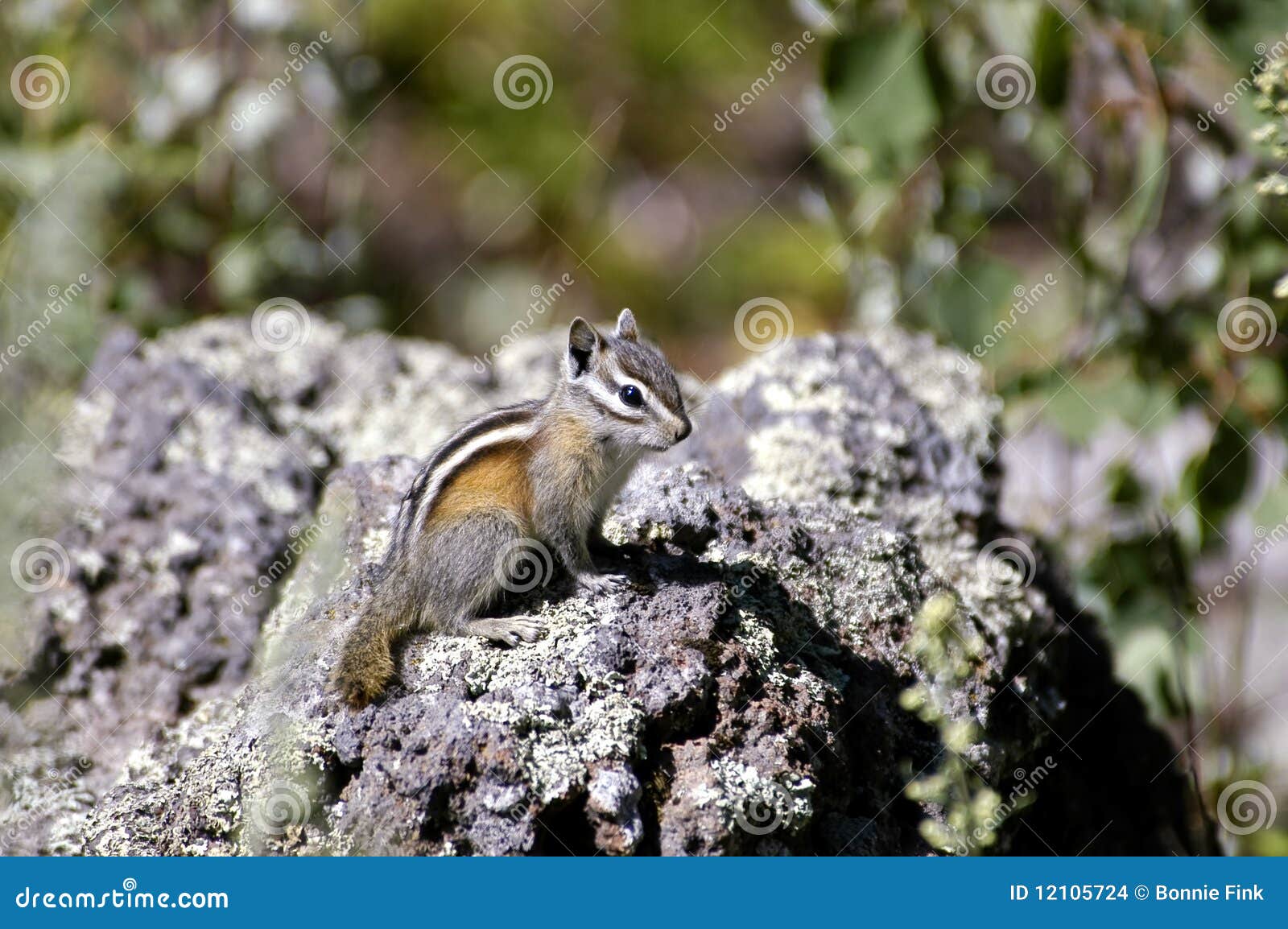 Chipmonk стоковое фото. изображение насчитывающей представлять - 12105724