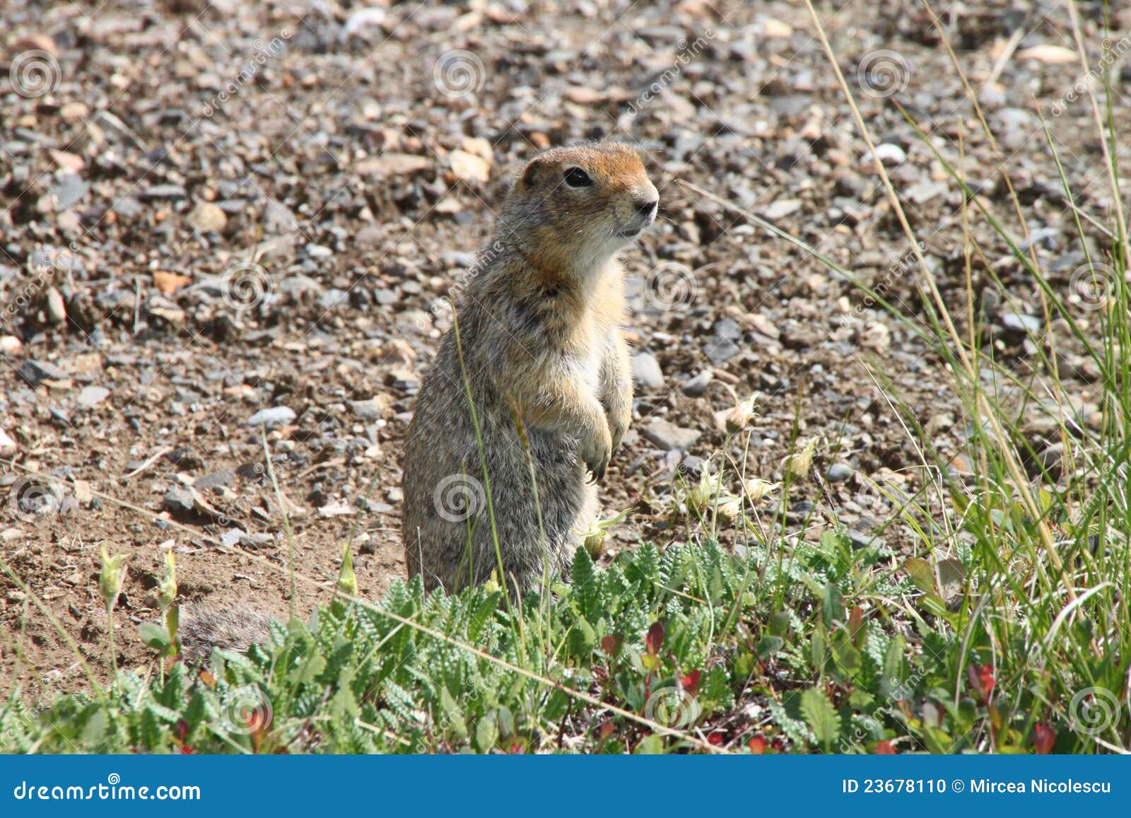 Chipmonk stock photo. Image of peanut, chipmunk, little - 23678110