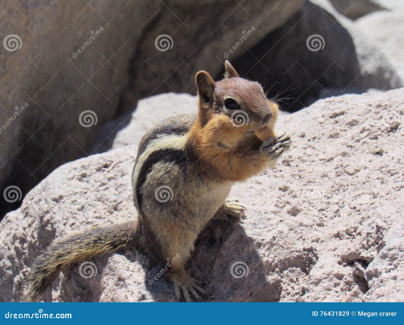 Chipmonk stock image. Image of chipmonk, rock, crater - 76431829