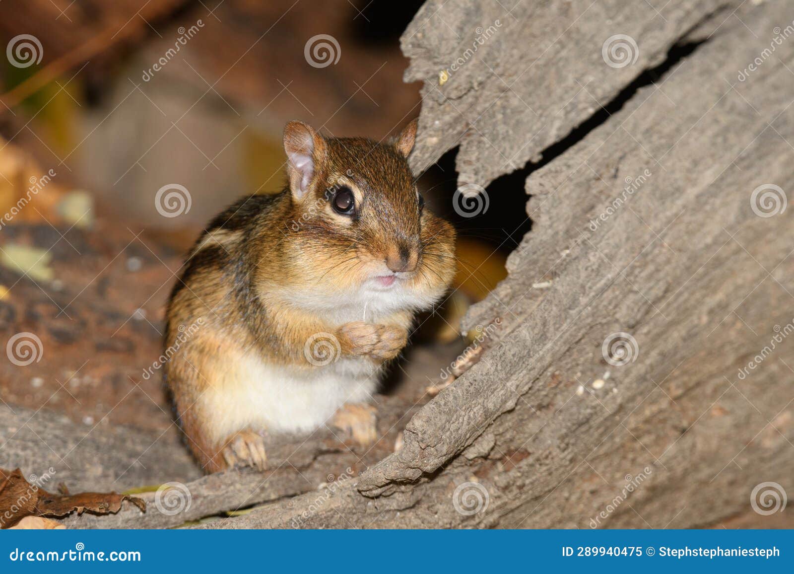 A chipmonk during the fall stock image. Image of september - 289940475
