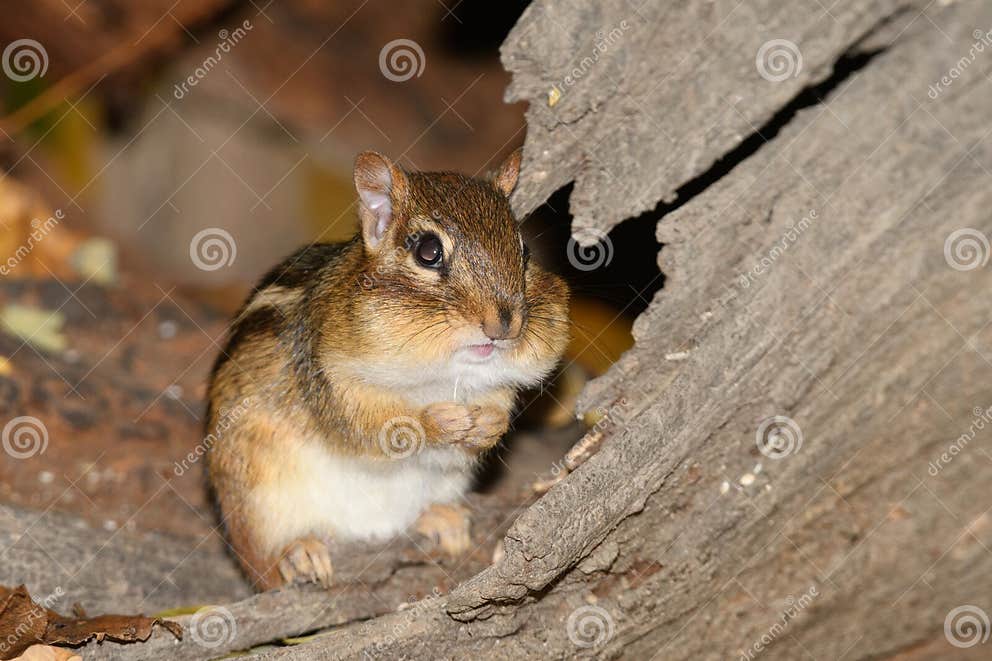 A chipmonk during the fall stock image. Image of september - 289940475