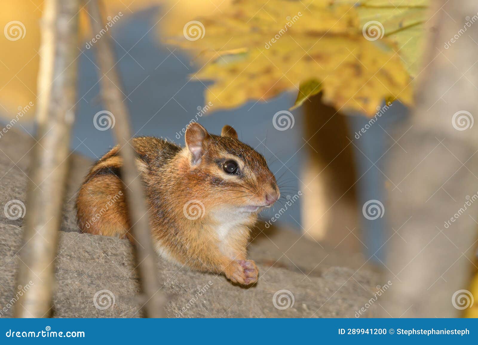 A chipmonk during the fall stock photo. Image of chipmonk - 289941200