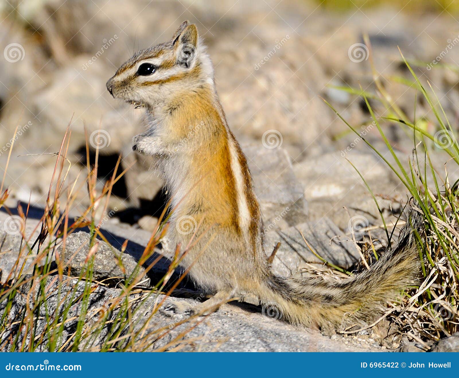 Chipmonk on the prowel stock photo. Image of chipmonk - 6965422