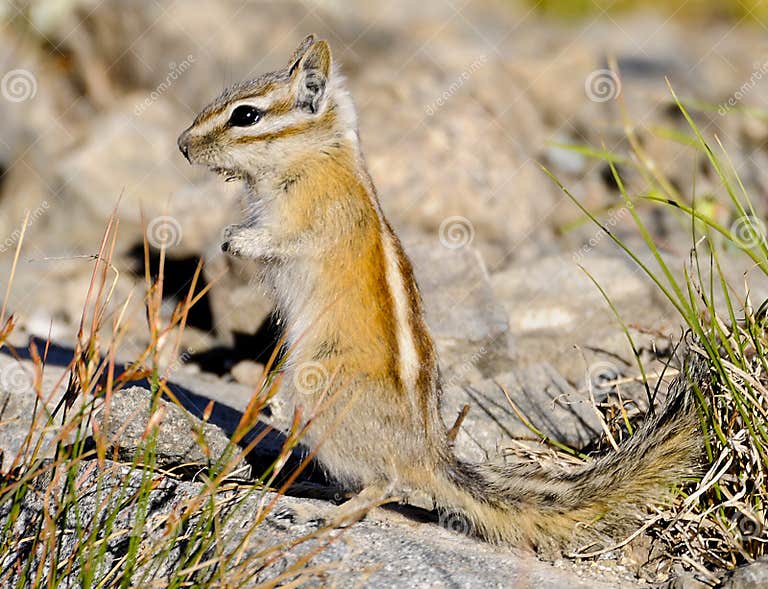 Chipmonk on the prowel stock photo. Image of chipmonk - 6965422