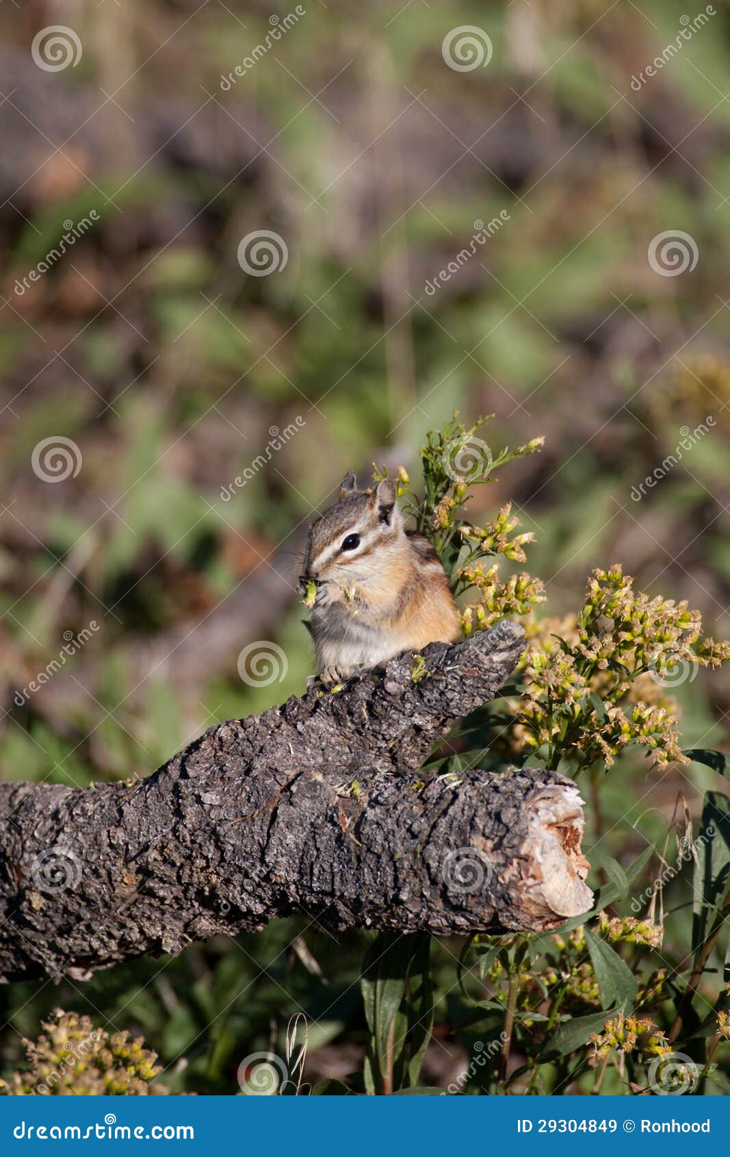 Chipmonk with seed stock image. Image of wildlife, mountain - 29304849