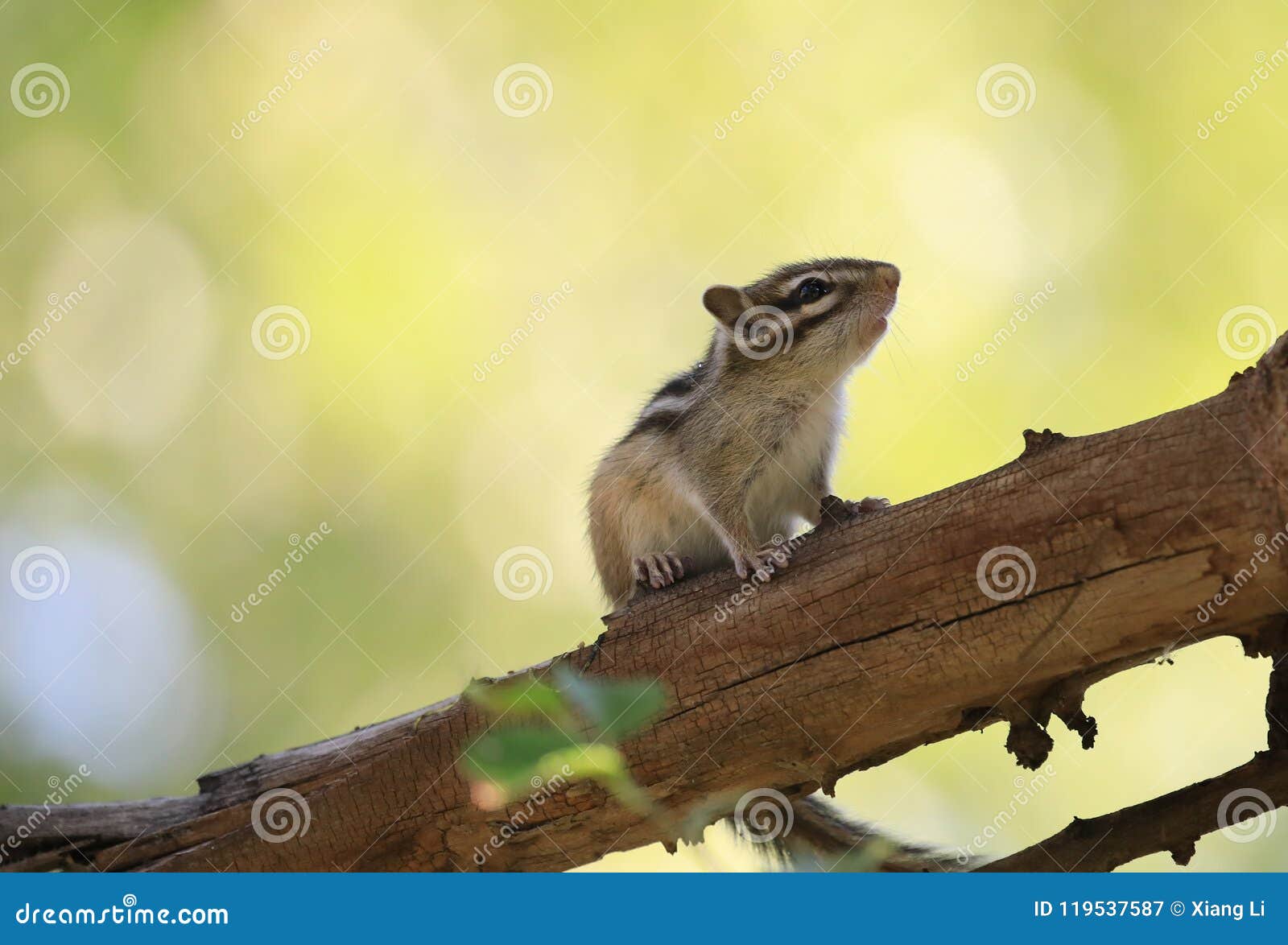A chipmonk stock image. Image of cute, hope, yellow - 119537587