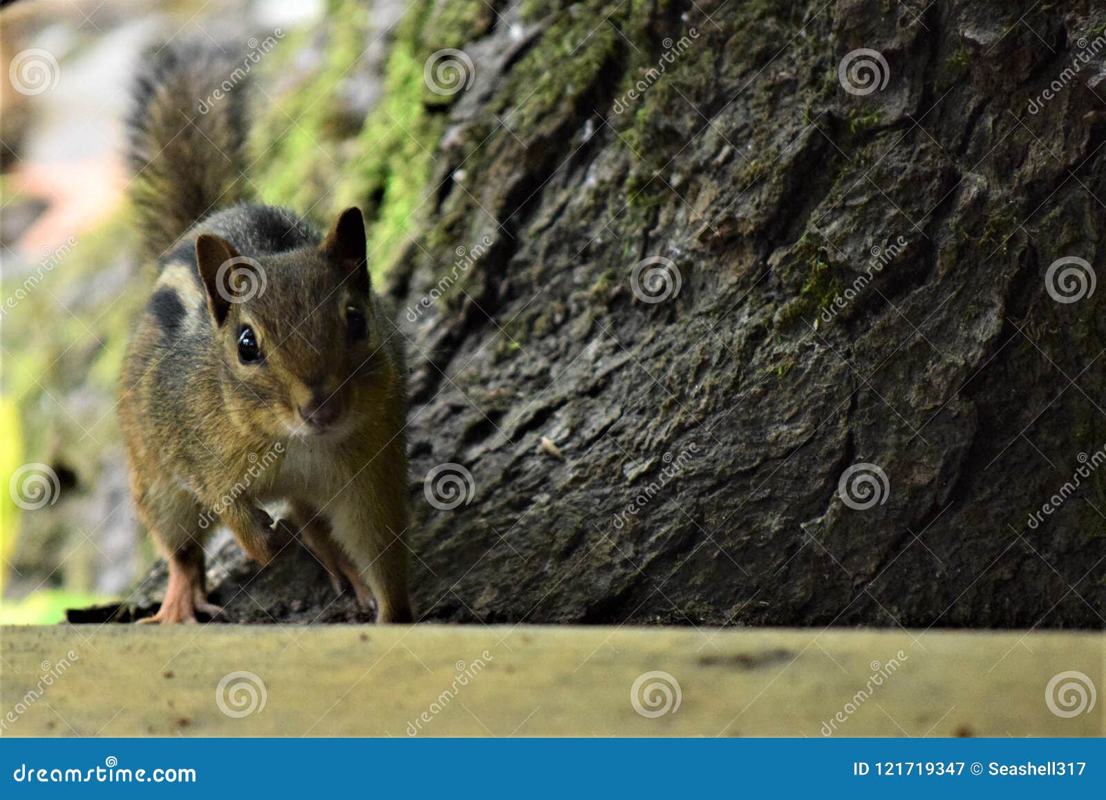 Chipmonk Staring at the Camera Stock Image - Image of furry, nail ...