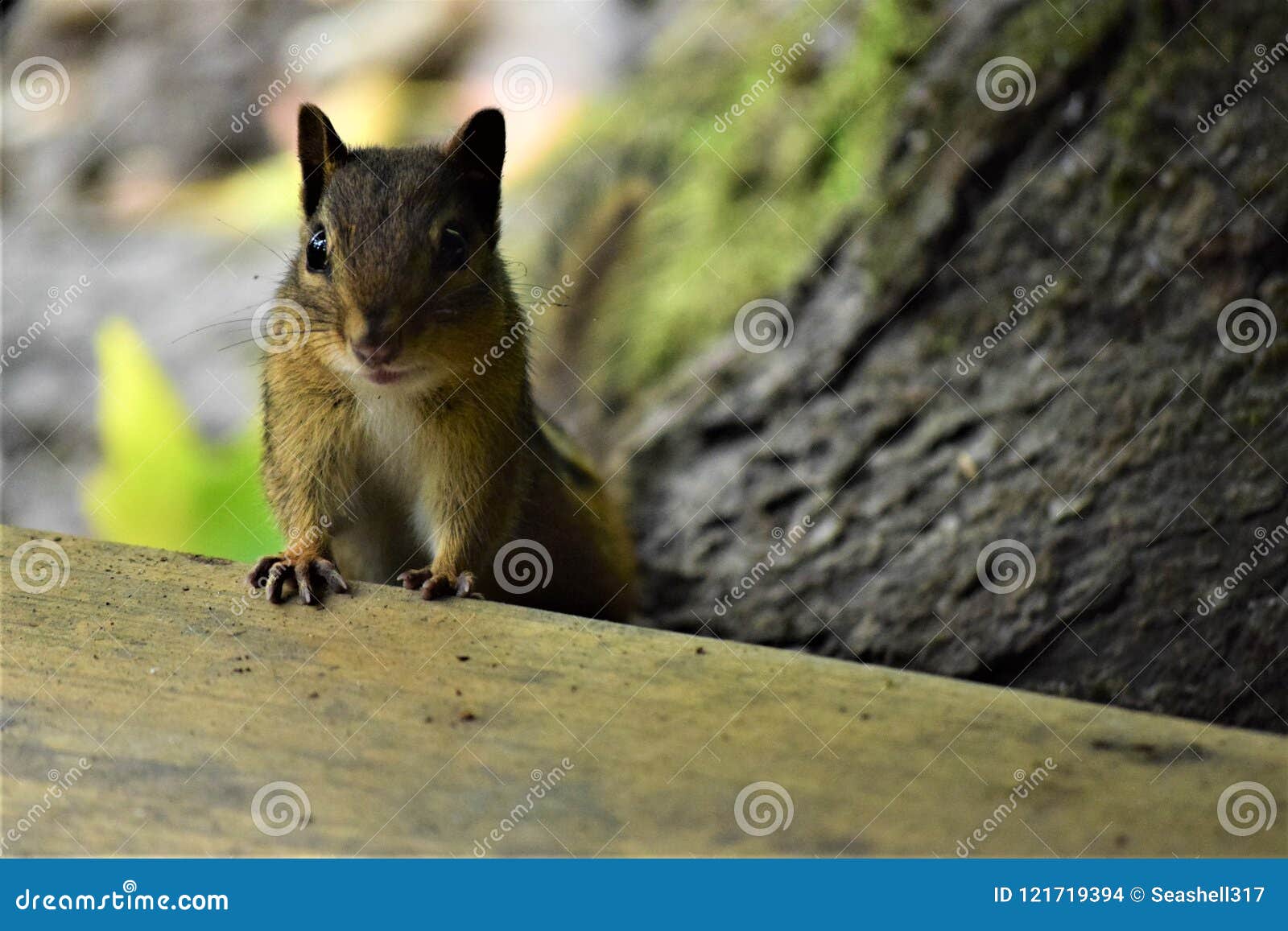 Chipmonk Staring at the Camera Stock Photo - Image of camera, forest ...