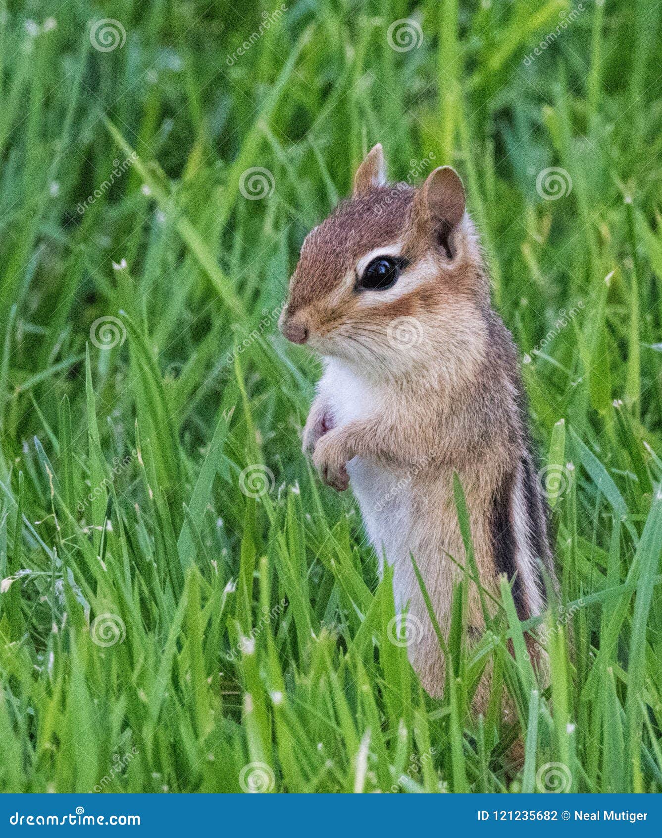 Chipmunck Standing Up in the Grass Stock Photo - Image of animal, happy ...