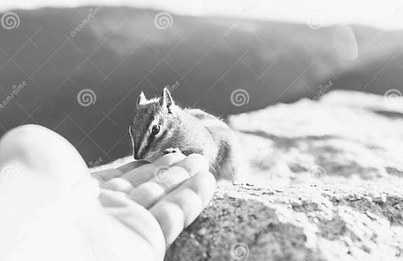 Chipmunk stock image. Image of digger, burrowing, season - 108218633