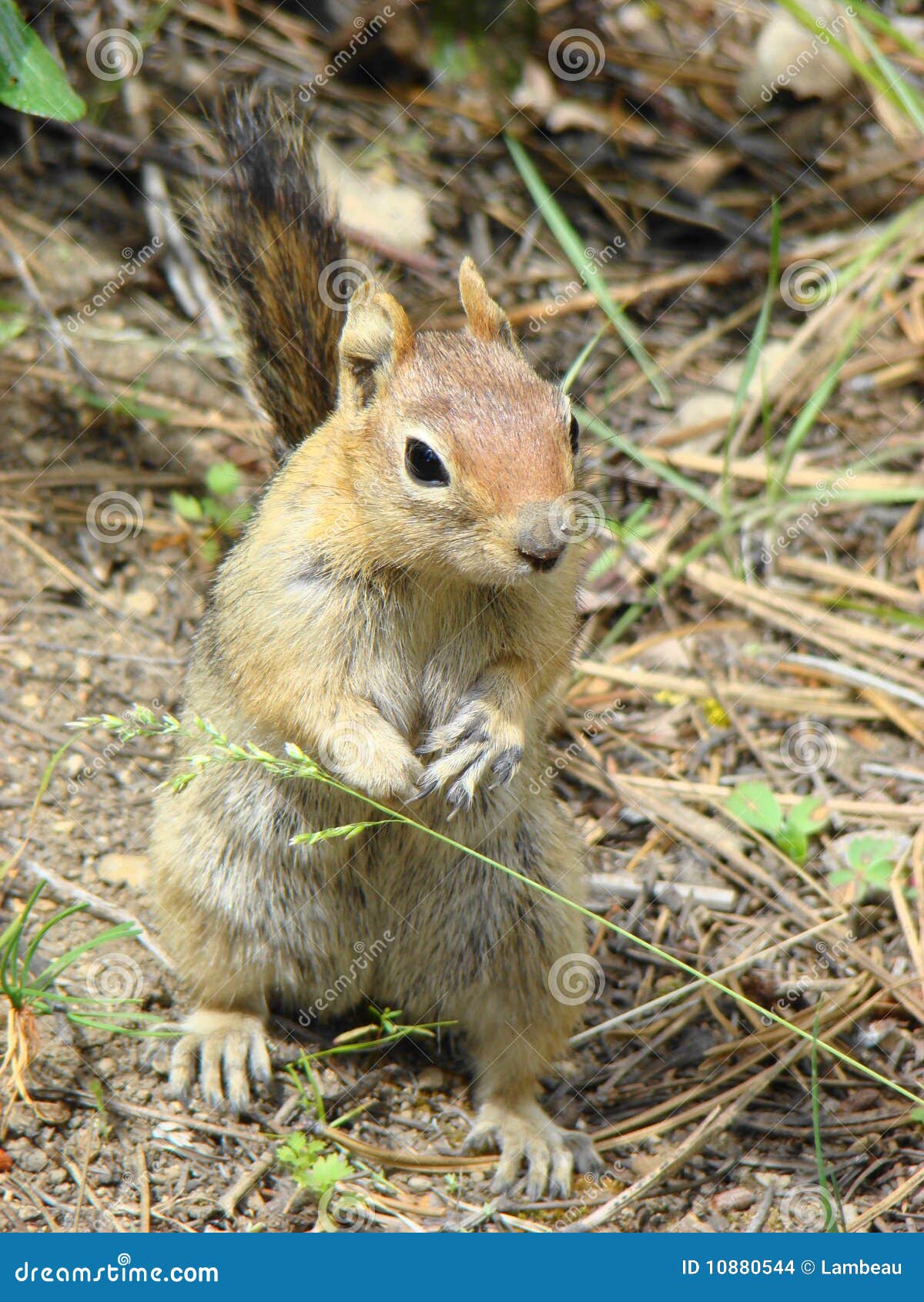 Chipmunk stock photo. Image of munk, animal, mouse, macro - 10880544
