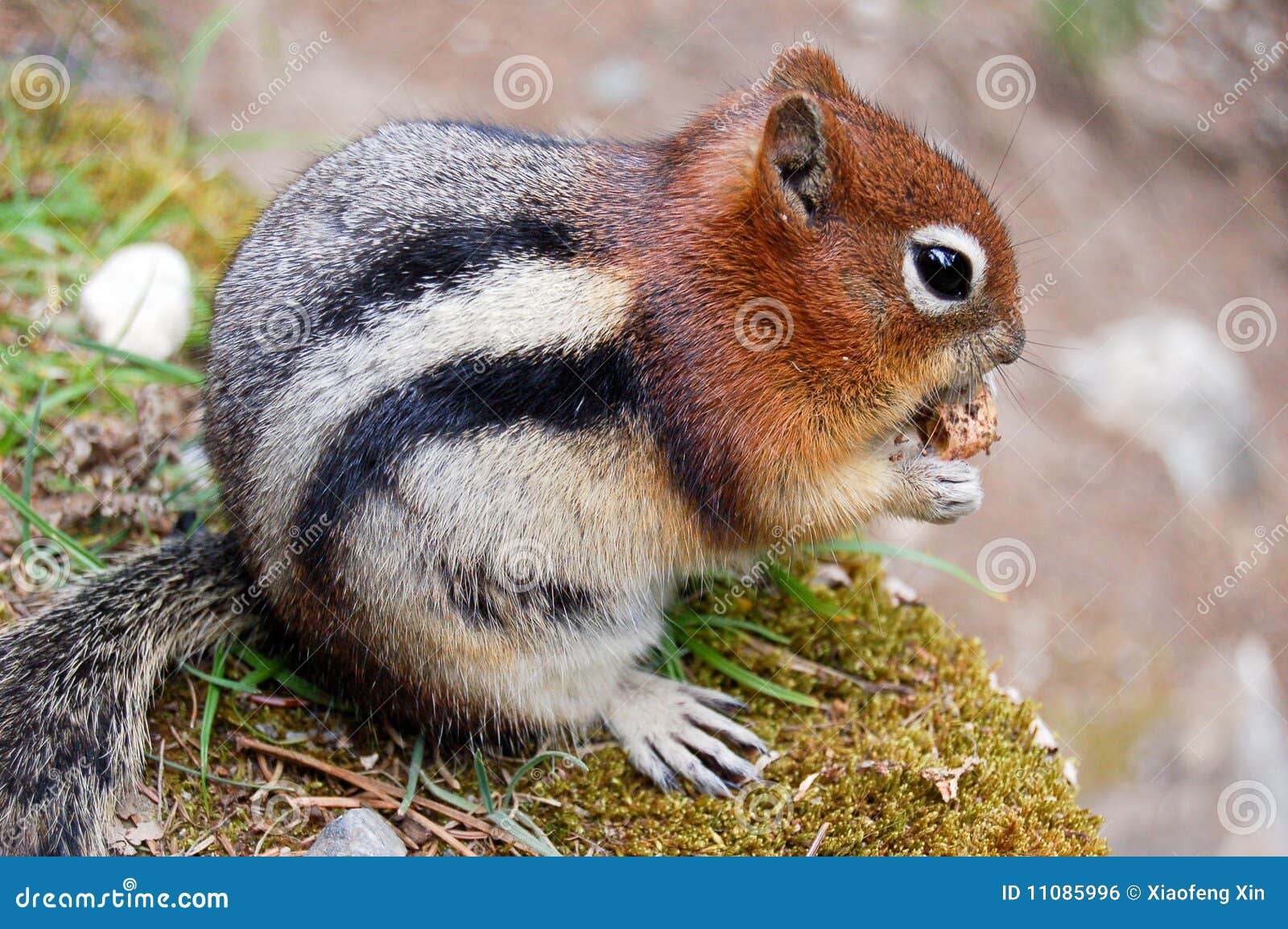 Chipmunk stock photo. Image of portrait, orange, head - 11085996