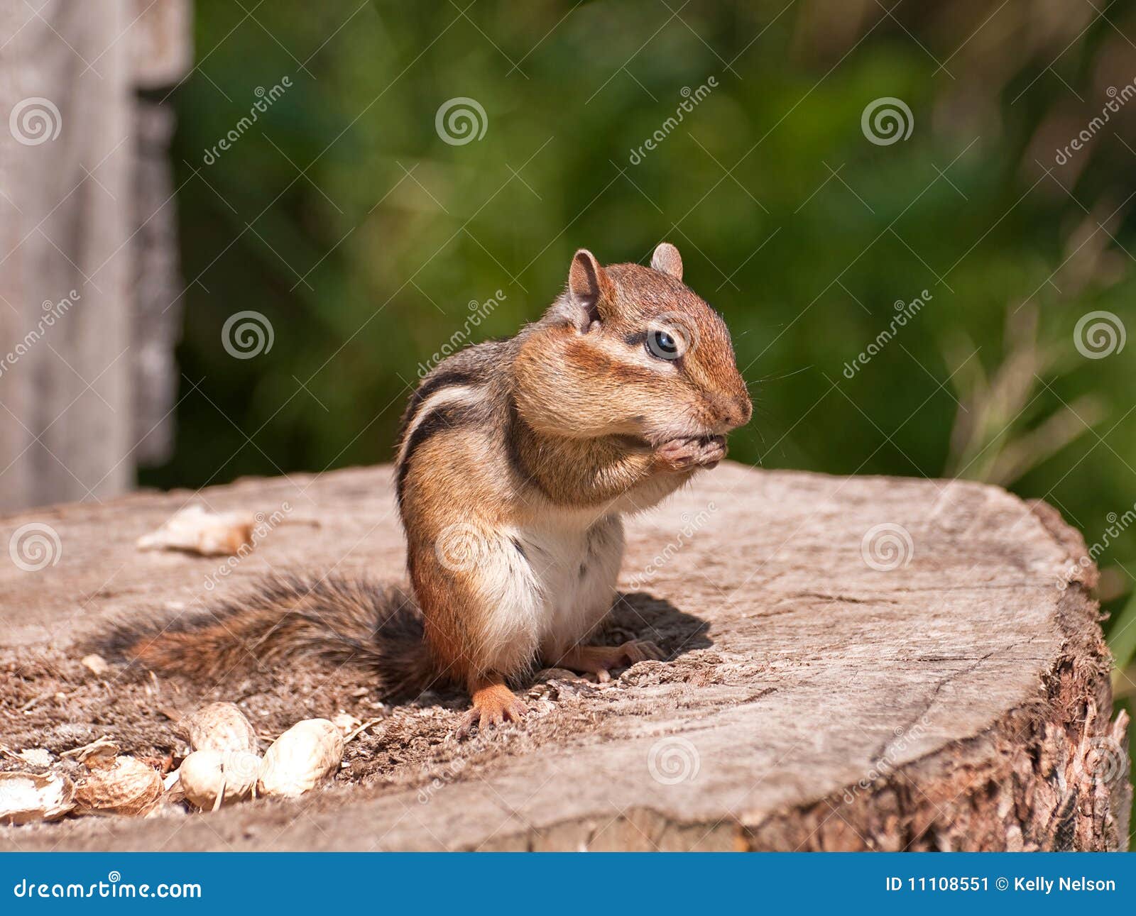 Chipmunk. stock image. Image of tail, happy, tame, brown - 11108551