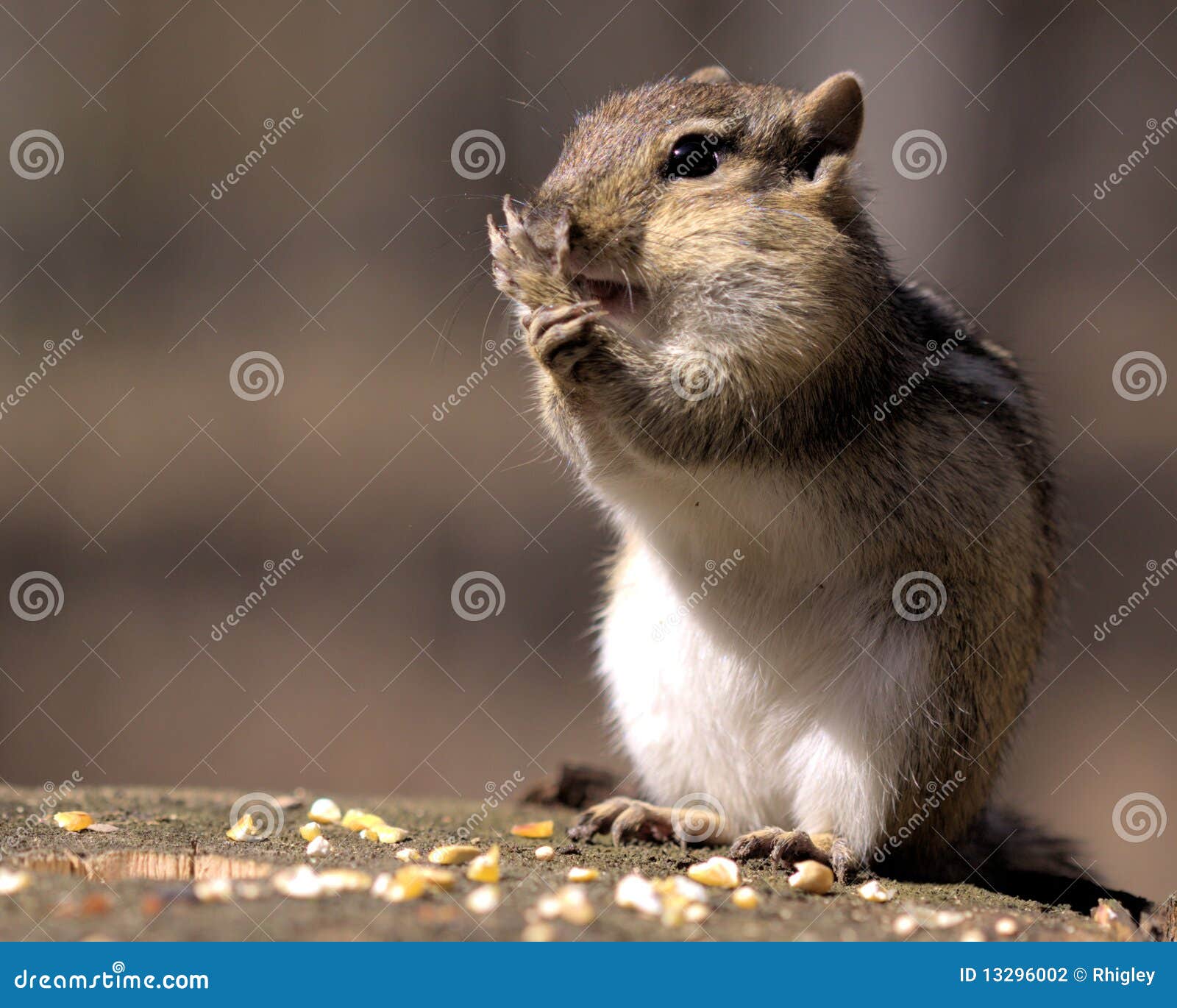 Chipmunk stock photo. Image of white, nose, furry, chipmunk - 13296002