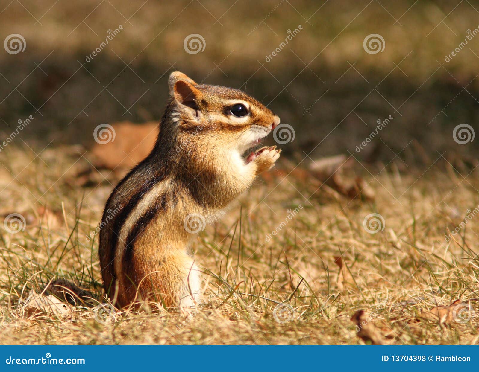 Chipmunk stock photo. Image of wildlife, tail, rodent - 13704398