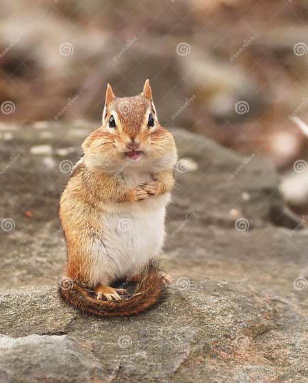 Chipmunk stock image. Image of mouth, tail, pose, open - 14114547