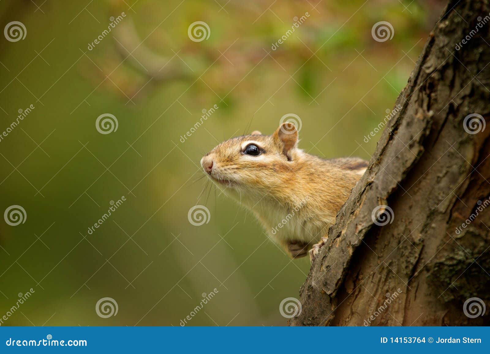 Chipmunk stock photo. Image of check, logs, critter, brown - 14153764