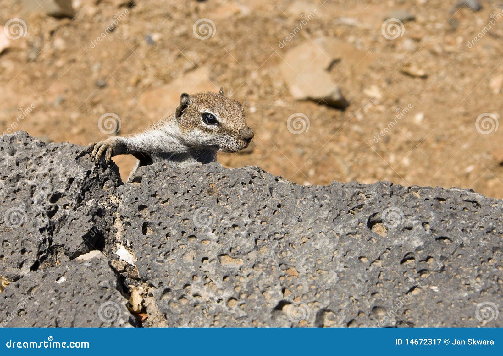 Chipmunk stock image. Image of chipmunk, claws, cute - 14672317