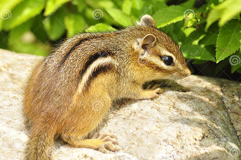 Chipmunk stock photo. Image of science, outdoor, ecology - 14771368