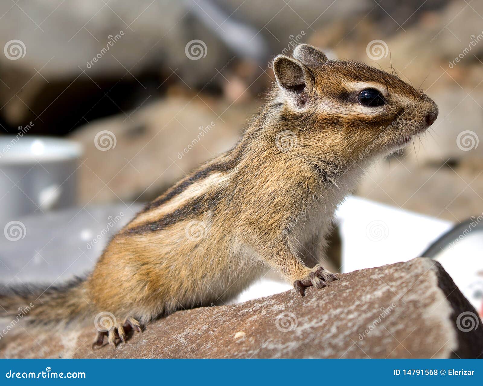 Chipmunk stock photo. Image of making, face, brown, striped - 14791568