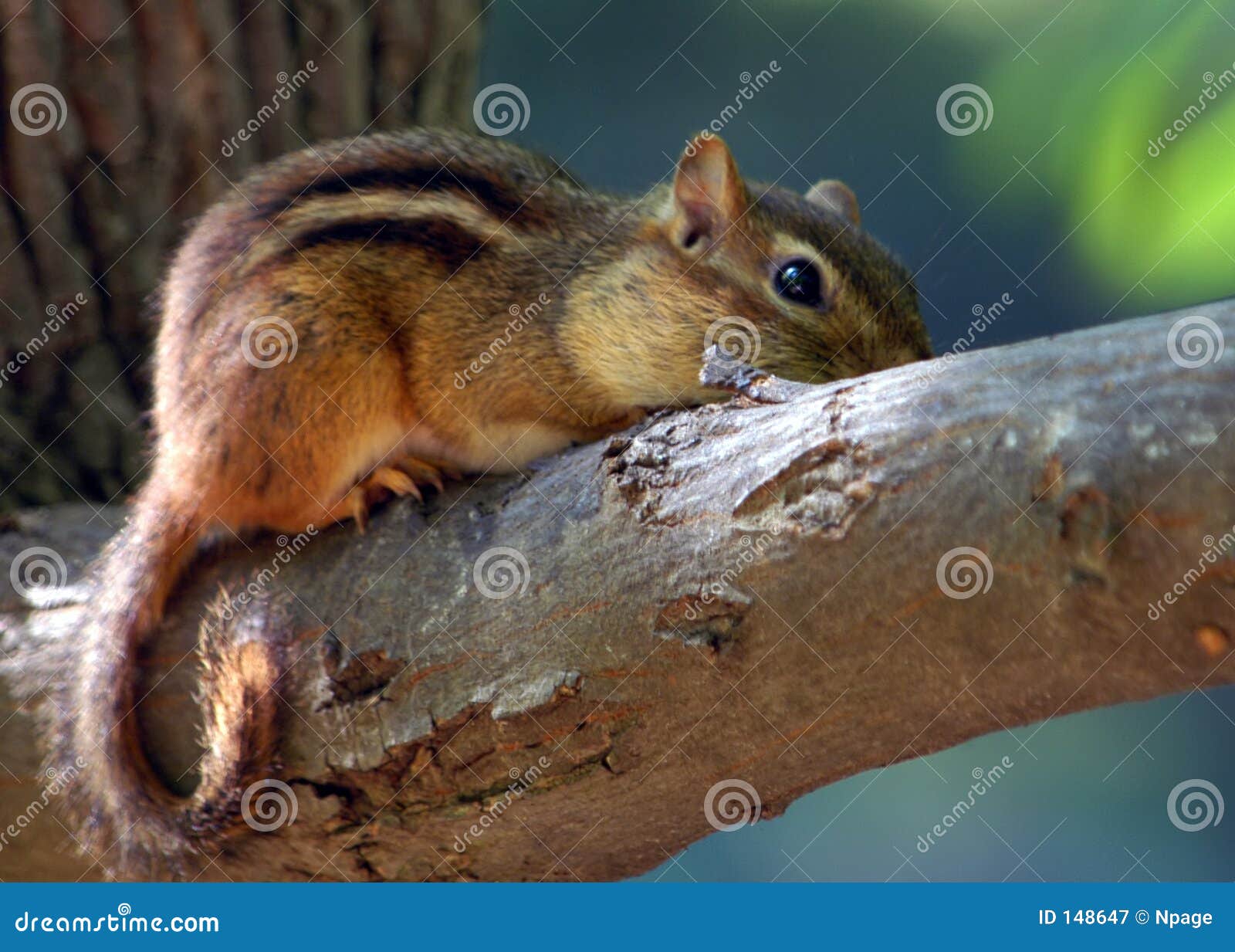Chipmunk stock image. Image of chipmunk, brown, critter - 148647
