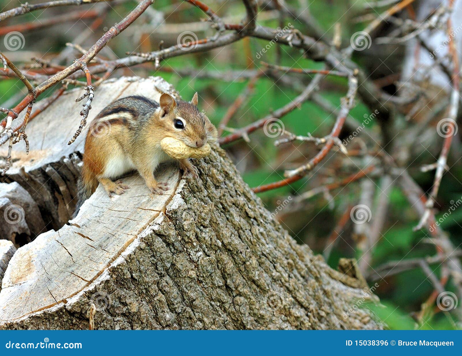 Chipmunk stock photo. Image of wildlife, mammal, perched - 15038396