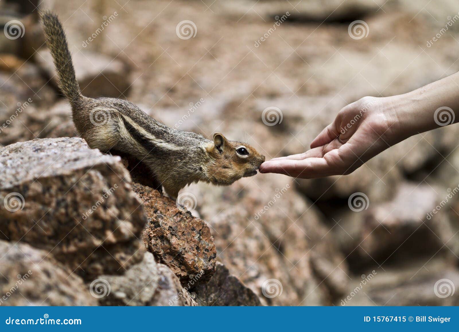 Chipmunk stock image. Image of trick, people, chipmunk - 15767415